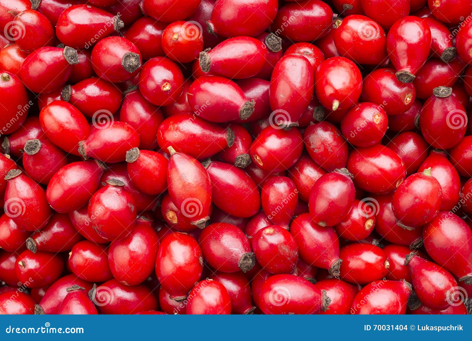 Fresh rose hips stock photo. Image of autumn, organic - 70031404