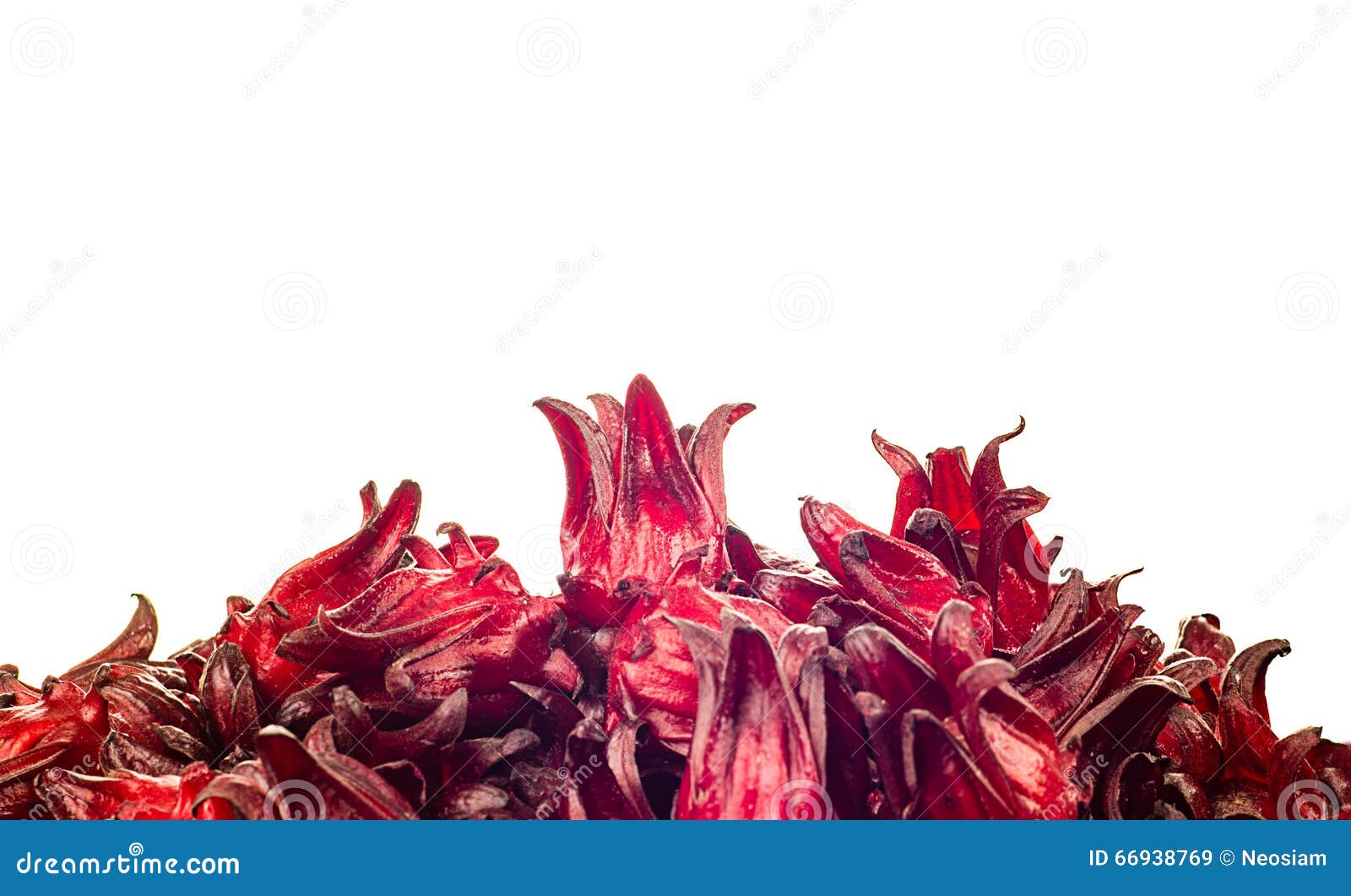 Fresh Roselle Isolate on White Background Stock Image - Image of ...