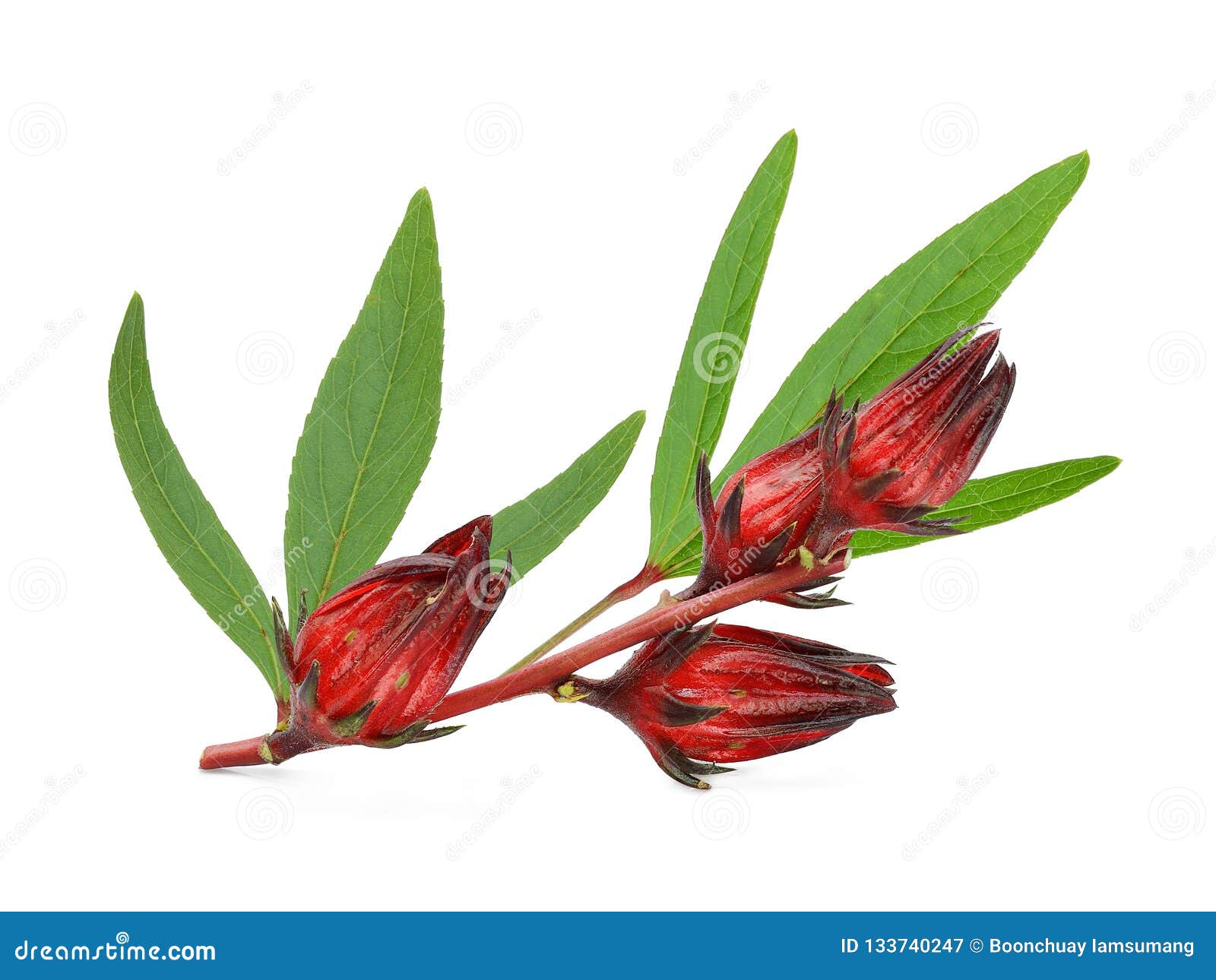 Fresh Roselle with Leaf Isolated on White Stock Image - Image of betta ...