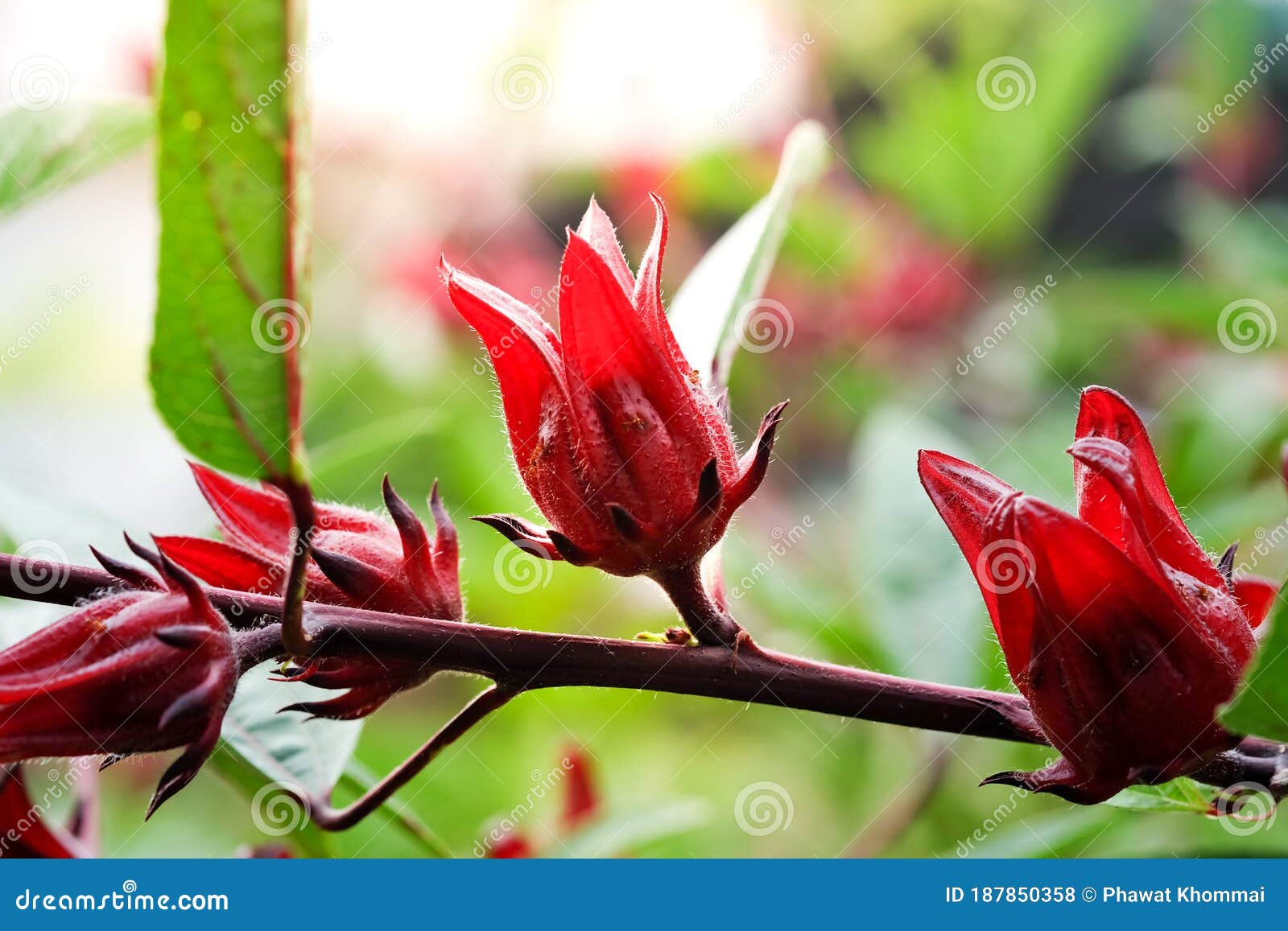 Roselle Red on the tree stock photo. Image of natural - 187850358