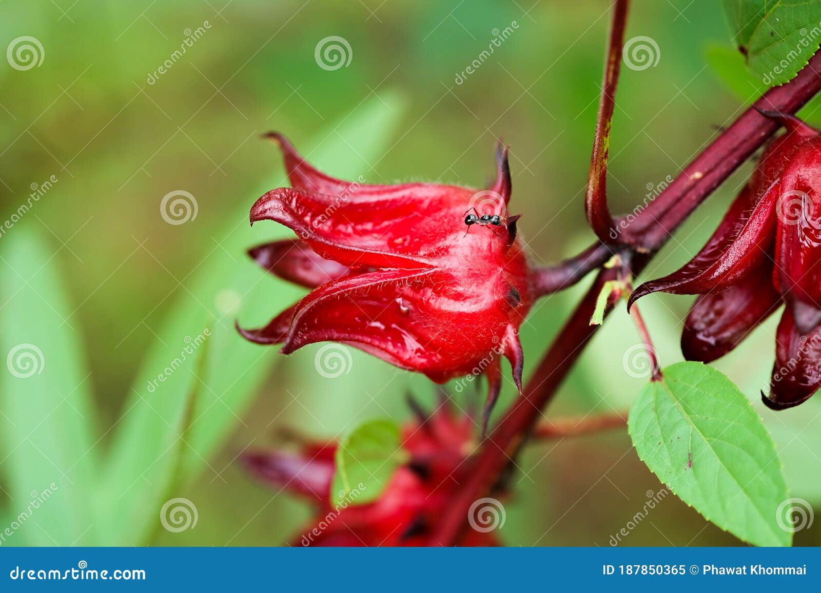 Roselle Red on the tree stock image. Image of leaf, beautiful - 187850365
