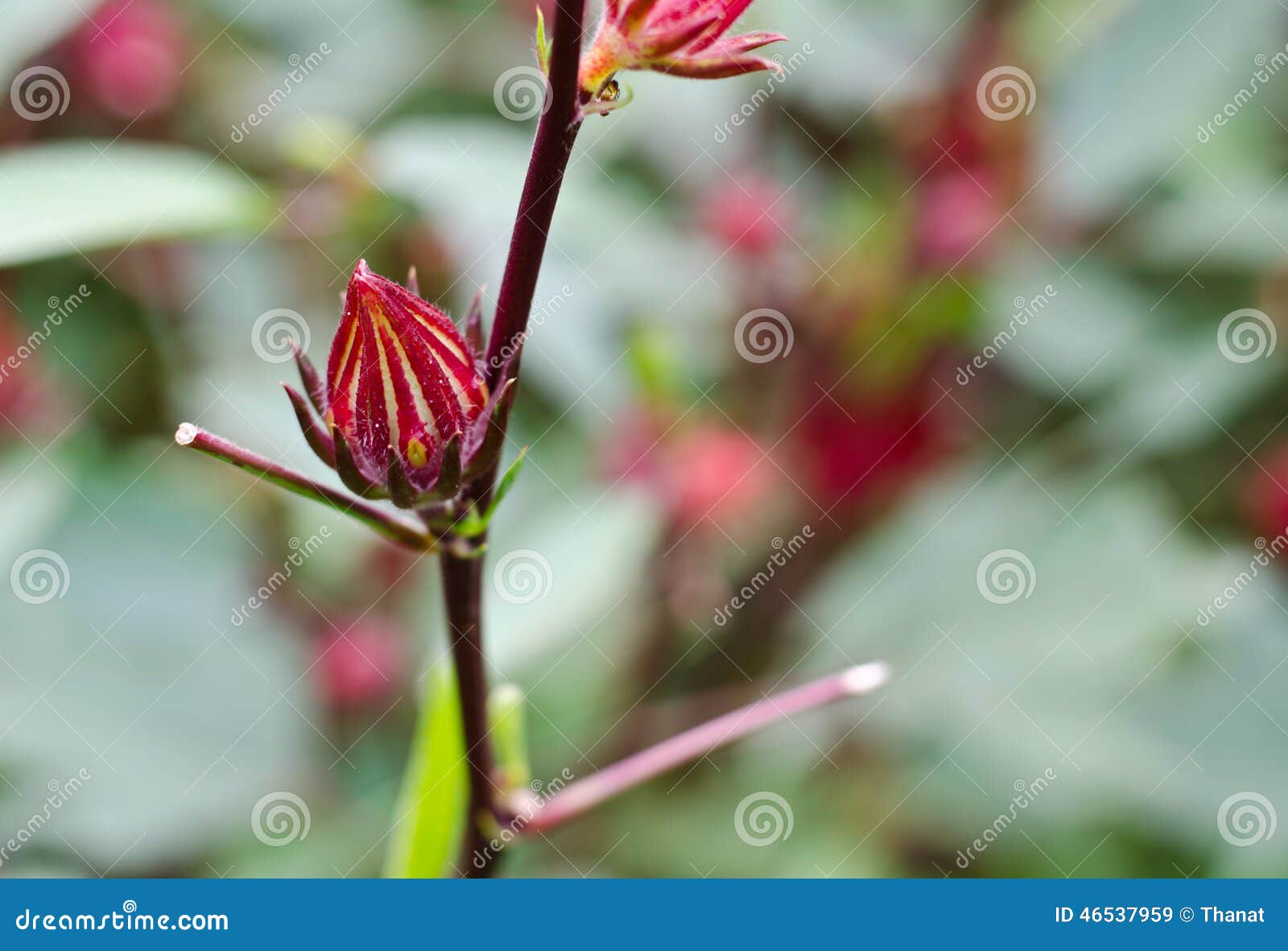 Fresh roselle stock image. Image of roselle, plant, asia - 46537959