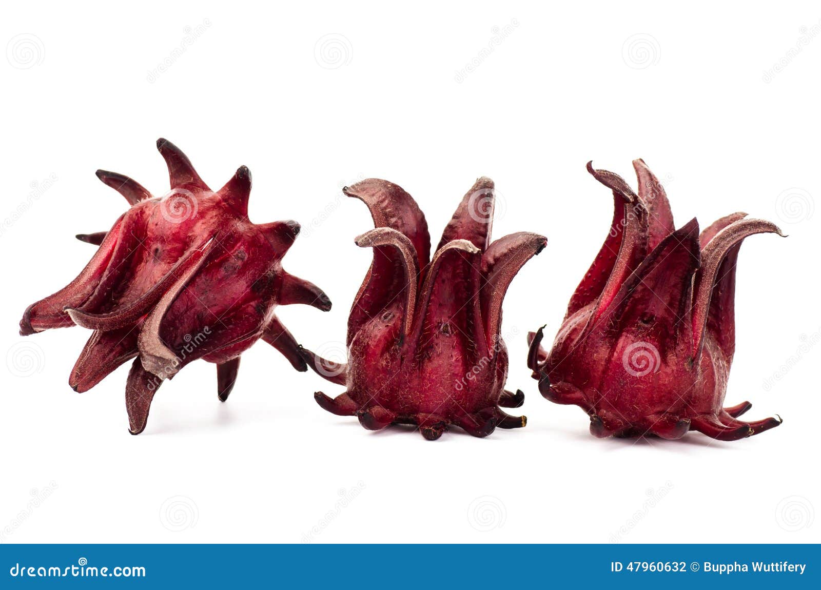 Fresh Roselle stock photo. Image of hibiscus, sabdariffa - 47960632