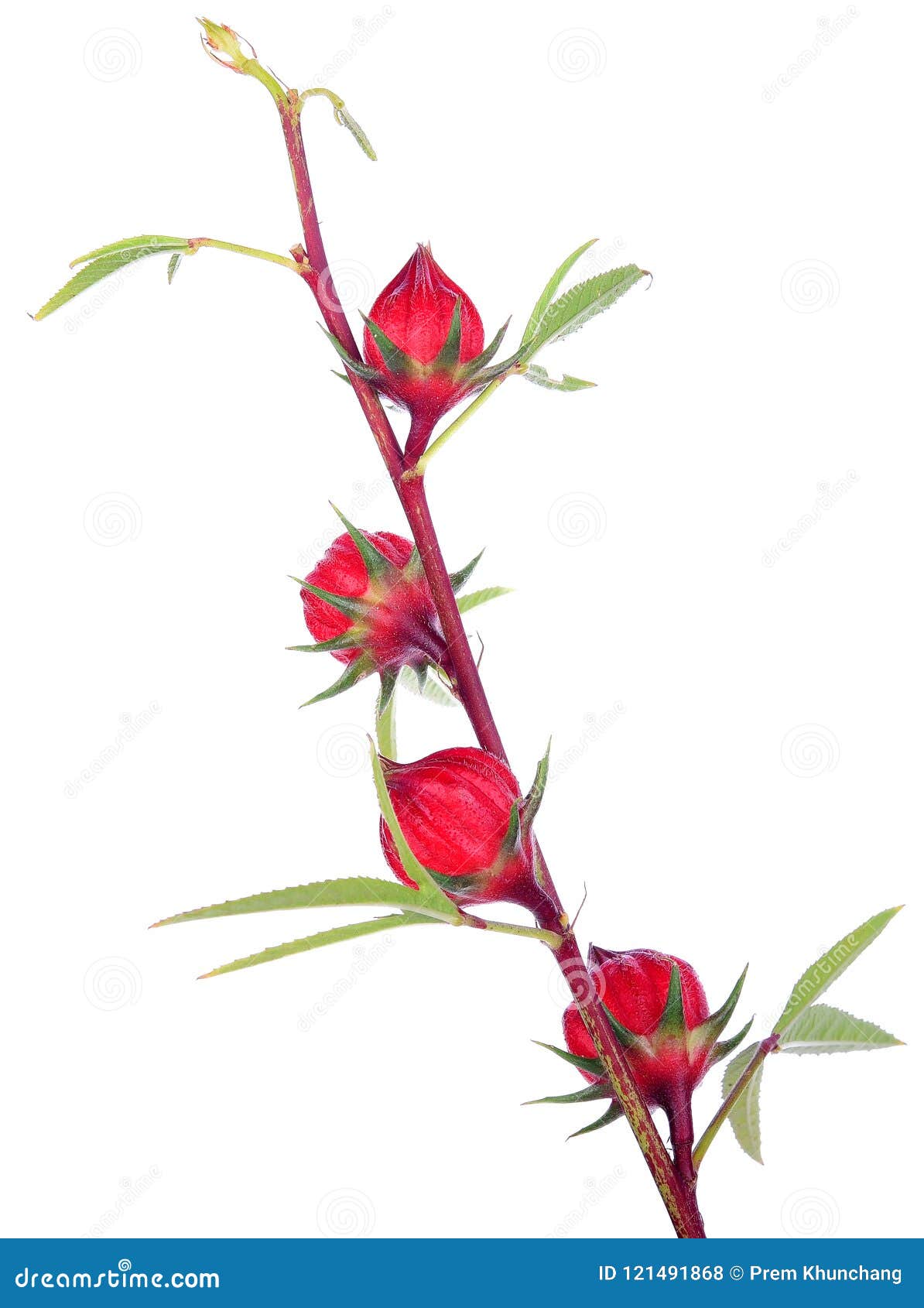 Roselle White Background Stock Photos - Download 2,424 Royalty Free Photos