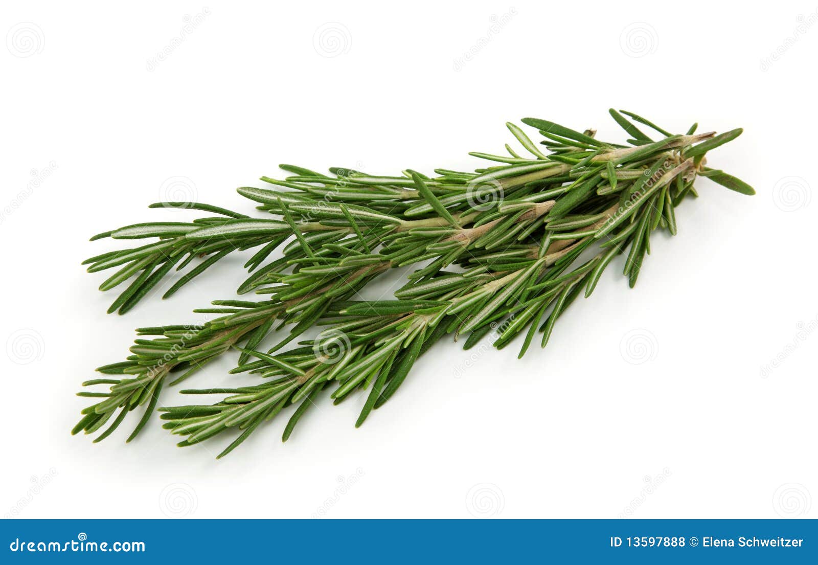 Fresh Rosemary Herb Stock Photography | CartoonDealer.com #85638452