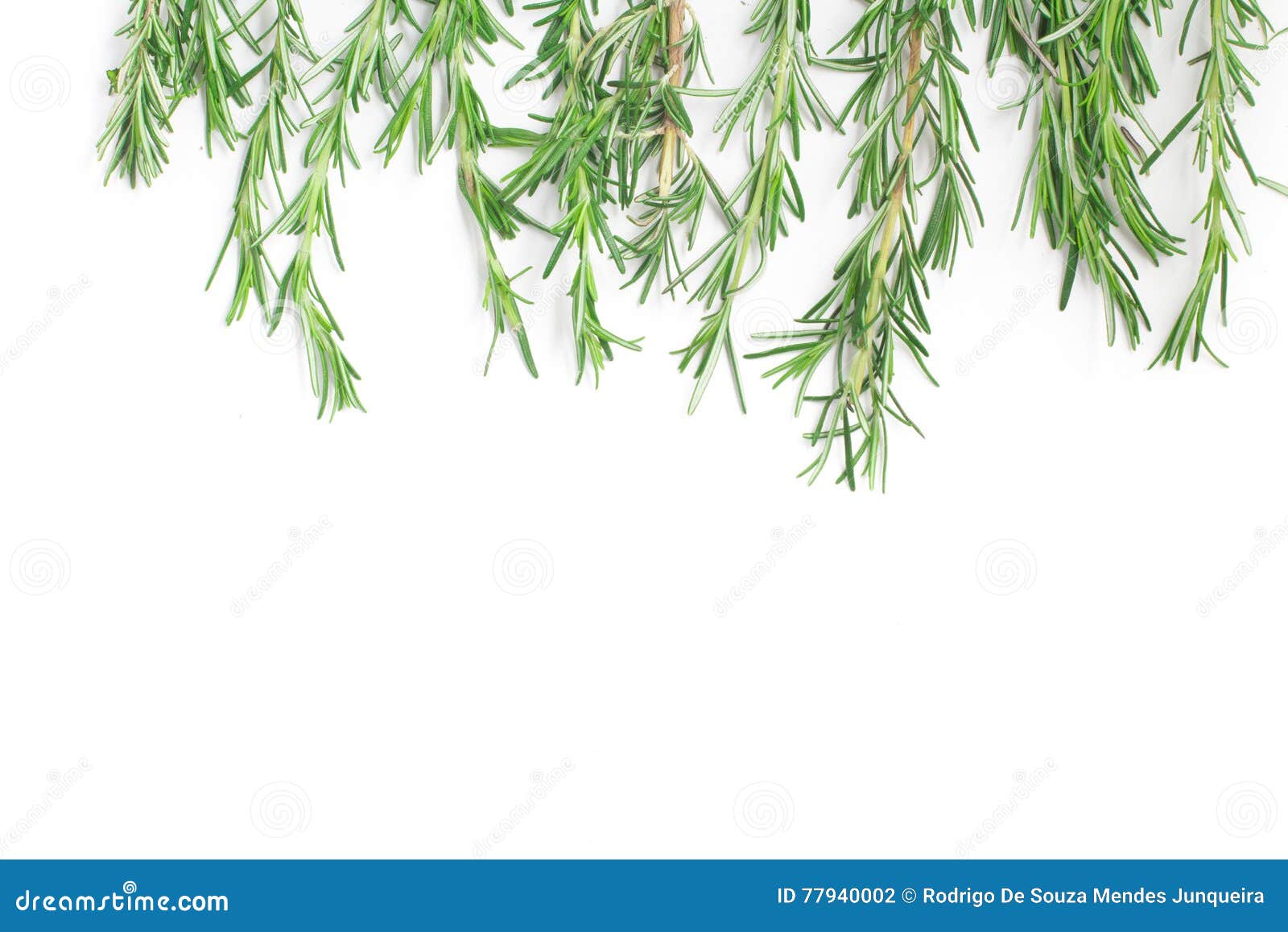 Fresh Rosemary Frame stock photo. Image of food, fresh - 77940002