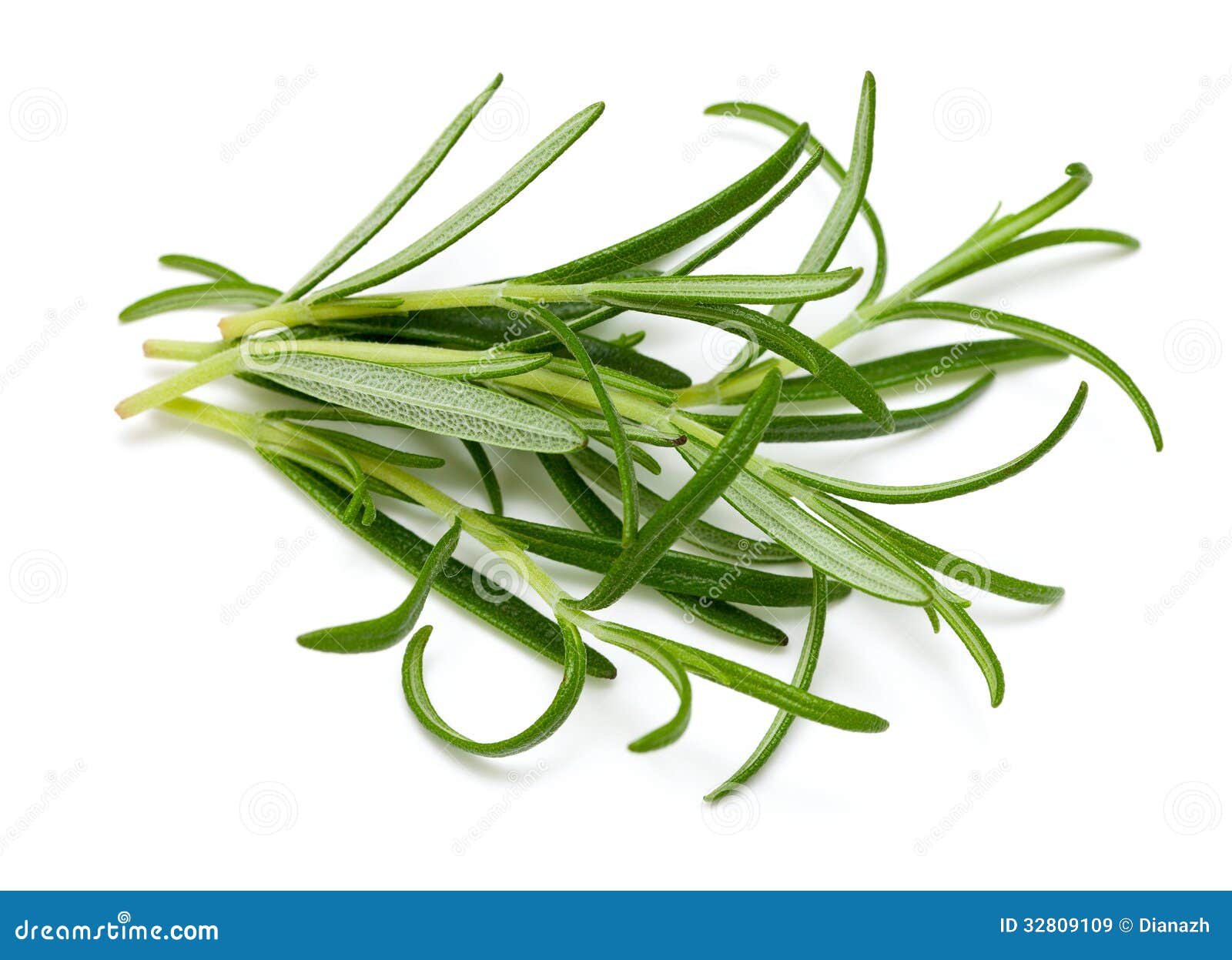 Fresh Rosemary Isolated on White Stock Image - Image of bunch, herbal ...