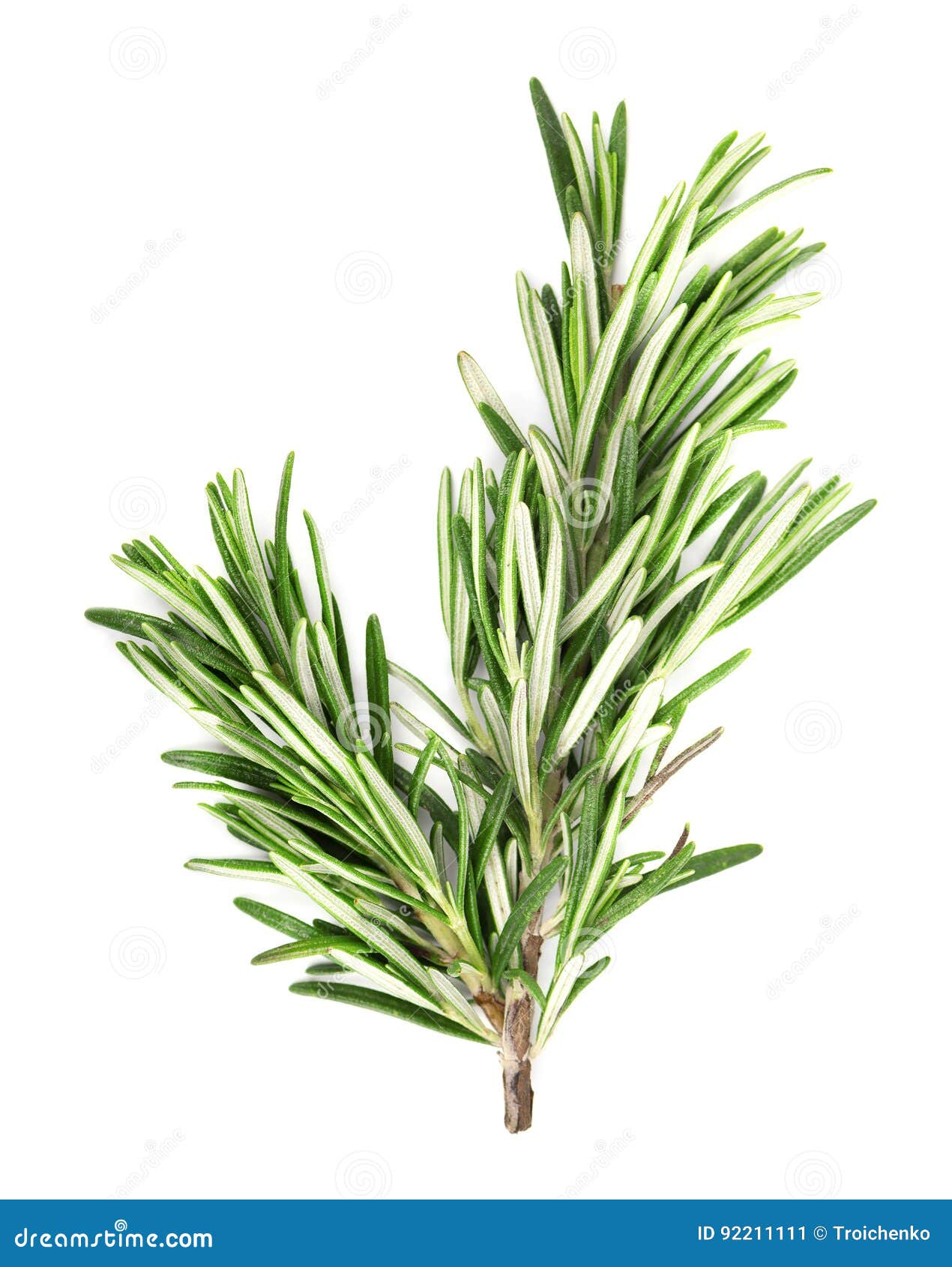 Fresh Rosemary Isolated on White Background Stock Image - Image of ...
