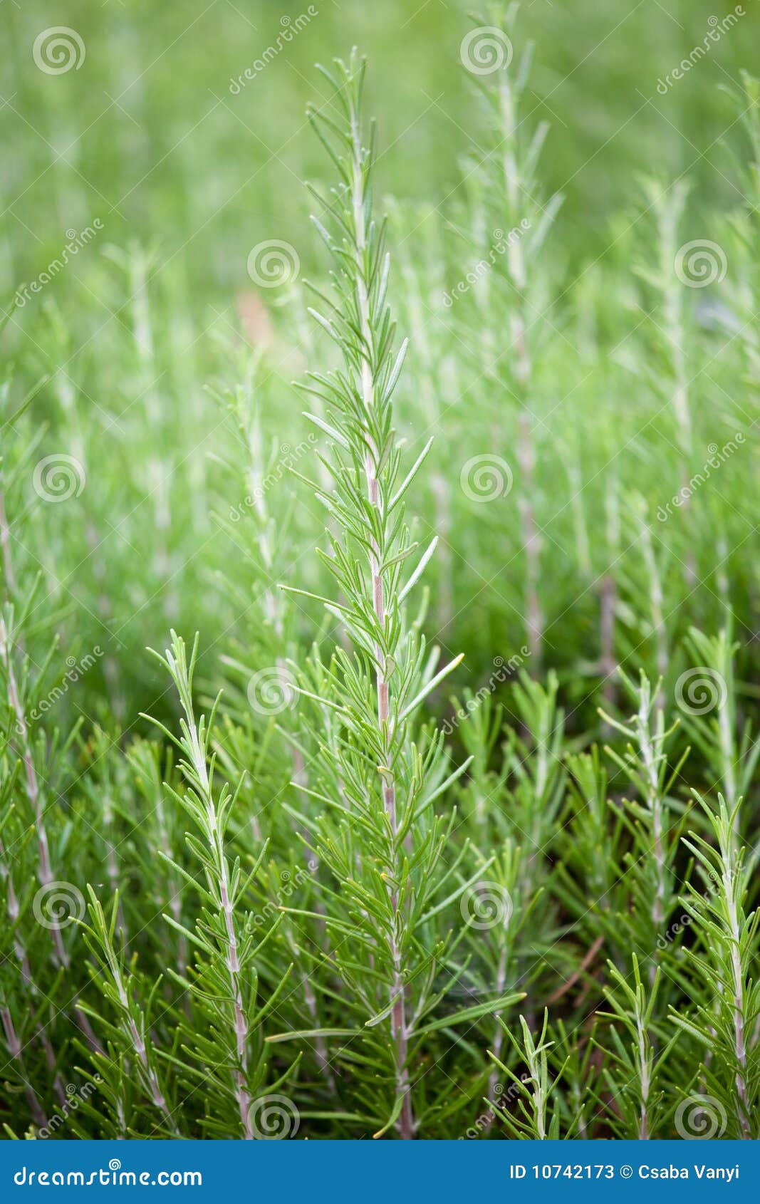 Fresh Rosemary (Rosmarinus Officinalis) Stock Image - Image of organic ...