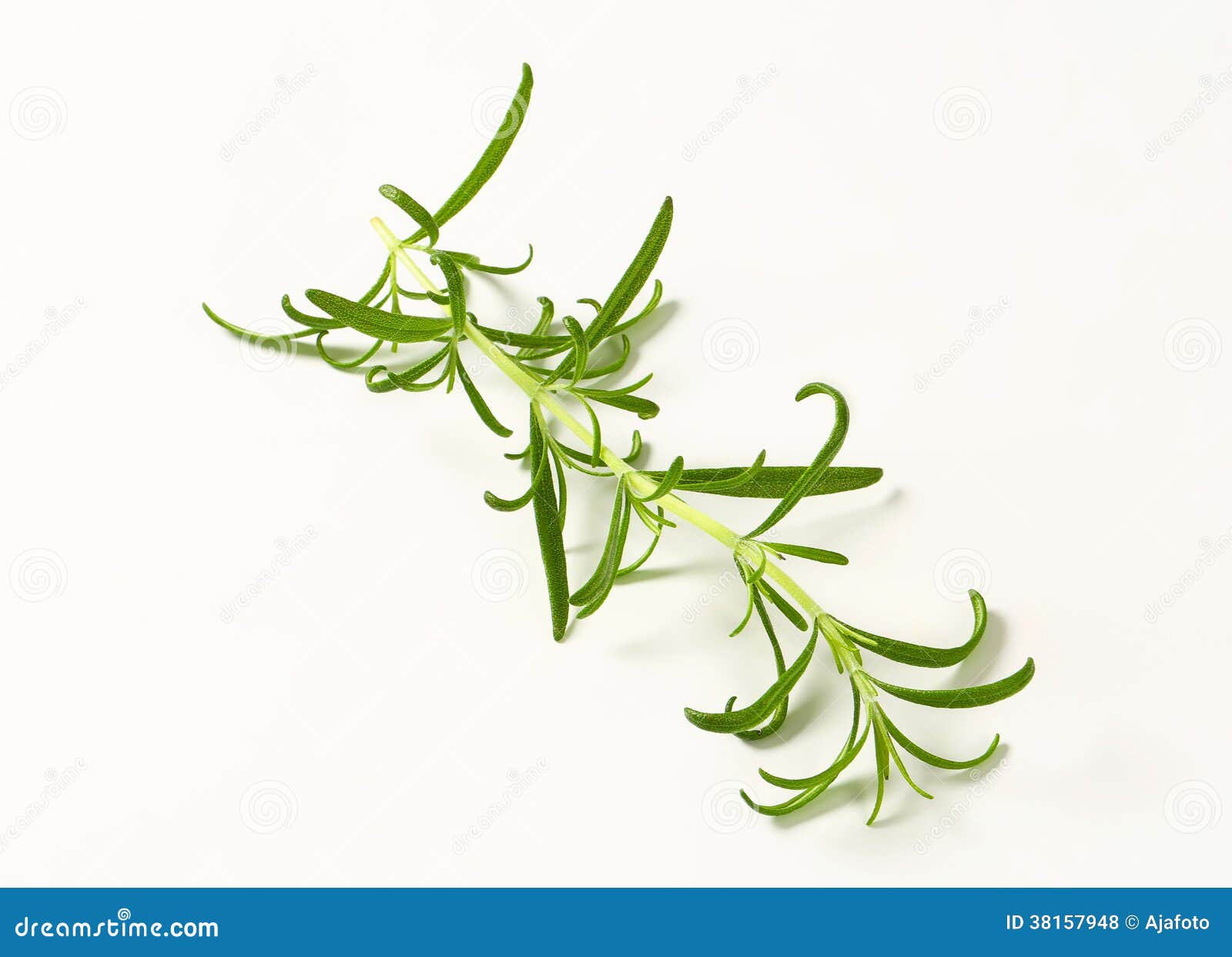 Fresh rosemary sprig stock photo. Image of ingredient - 38157948