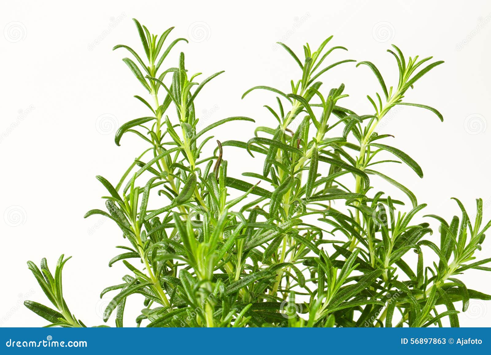 Fresh rosemary sprigs stock image. Image of culinary - 56897863