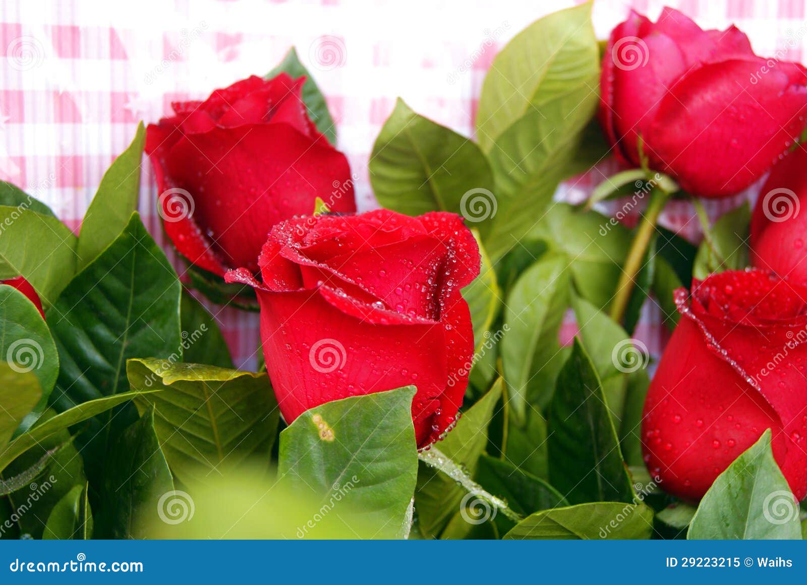 Fresh roses stock image. Image of background, beauty - 29223215