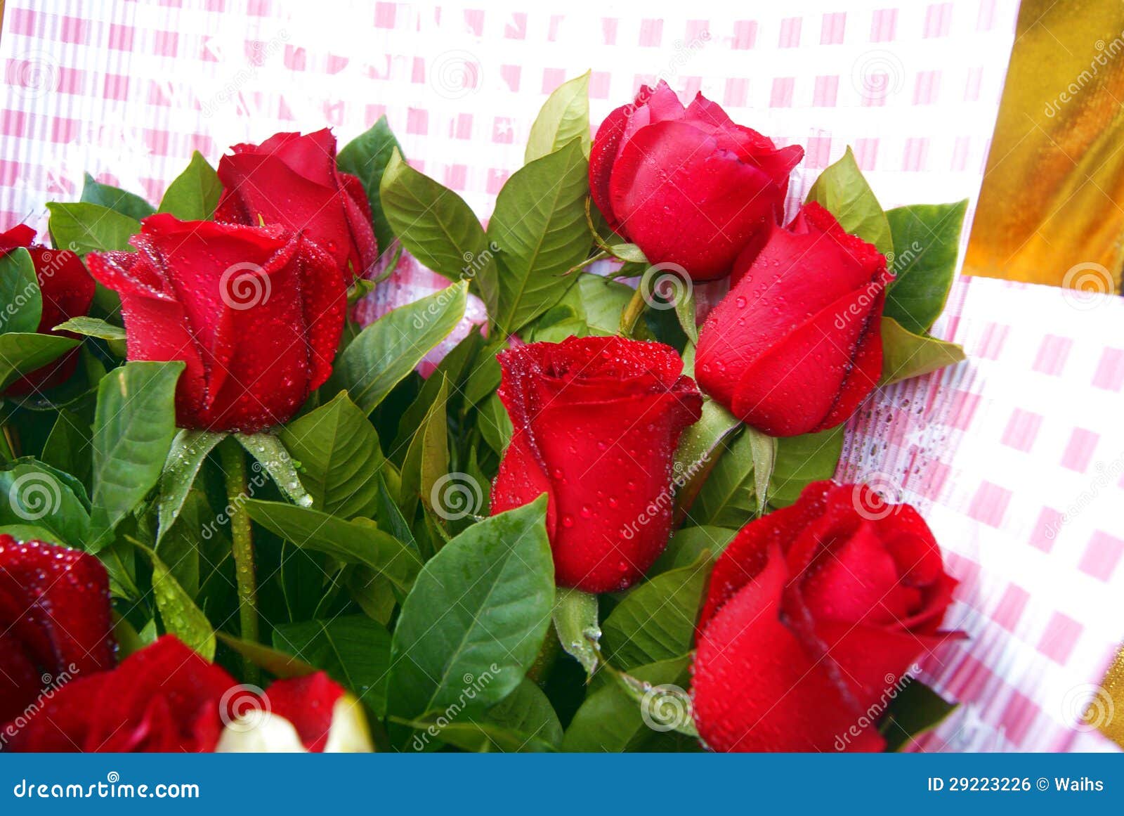 Fresh roses stock photo. Image of fresh, flowers, love - 29223226