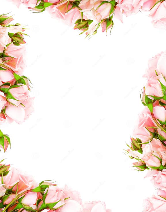 Fresh roses frame stock photo. Image of floral, copy - 18632164