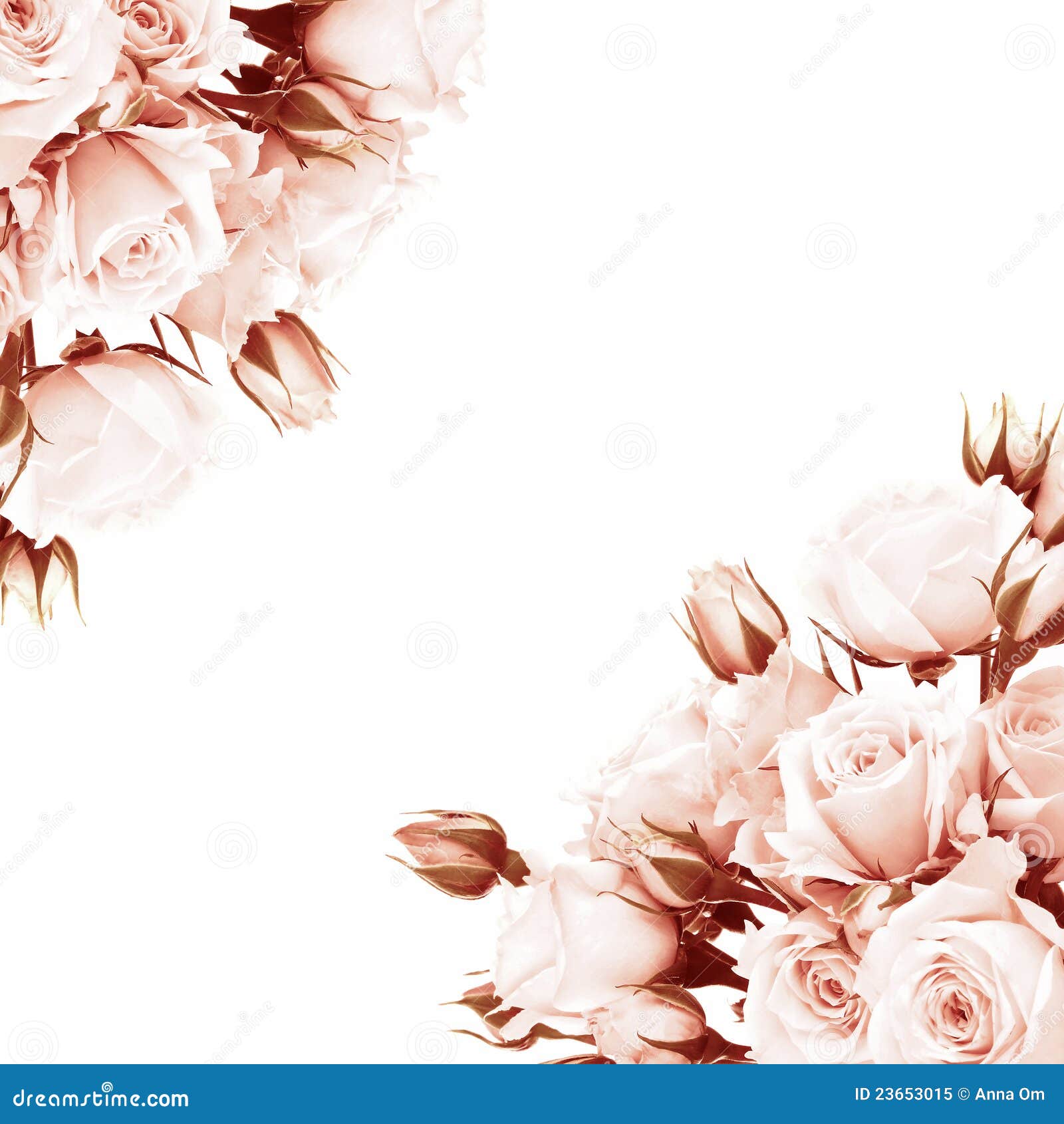 Fresh roses frame stock image. Image of macro, beautiful - 23653015