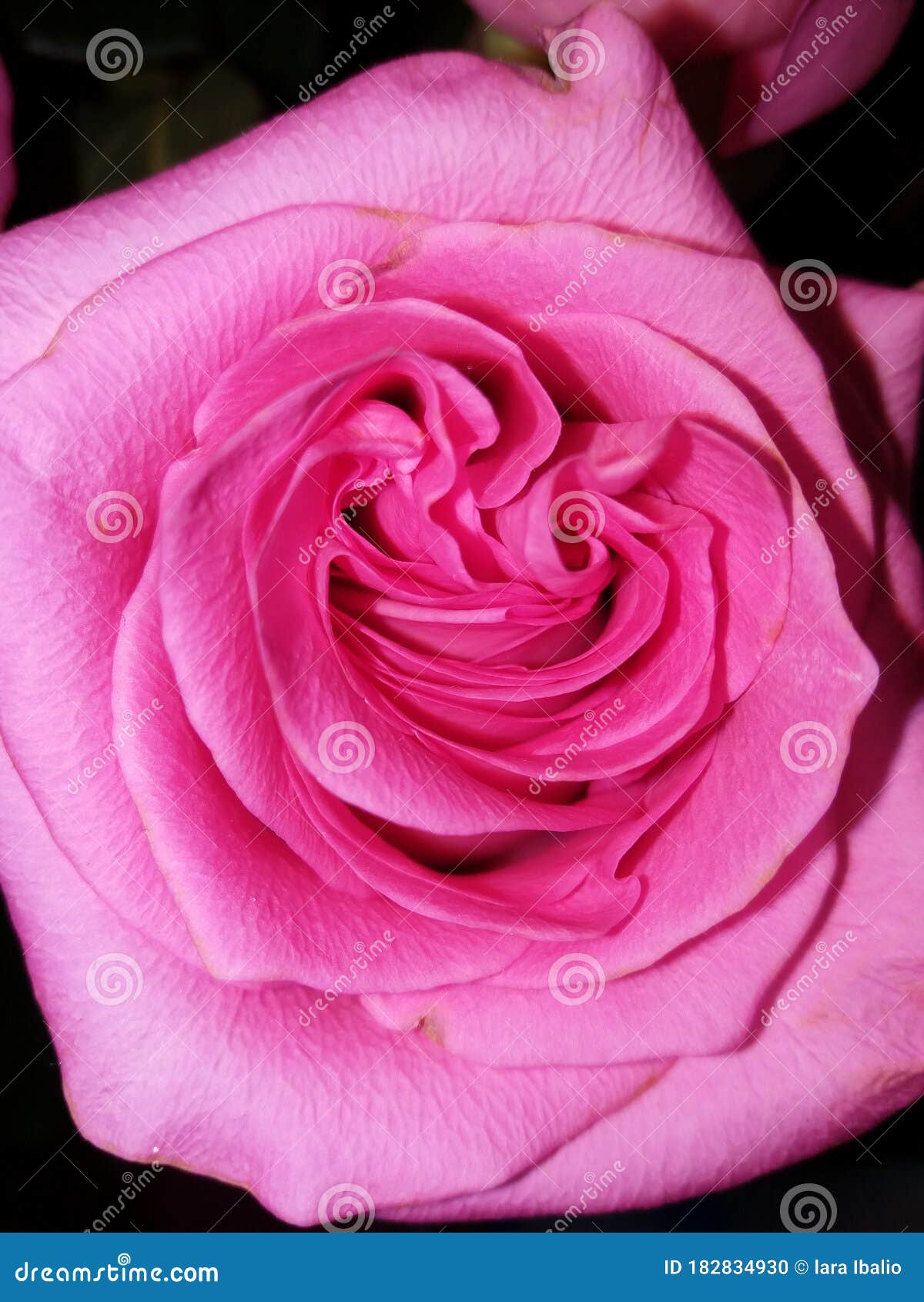 Fresh rosy rose stock photo. Image of bouquet, freshly - 182834930