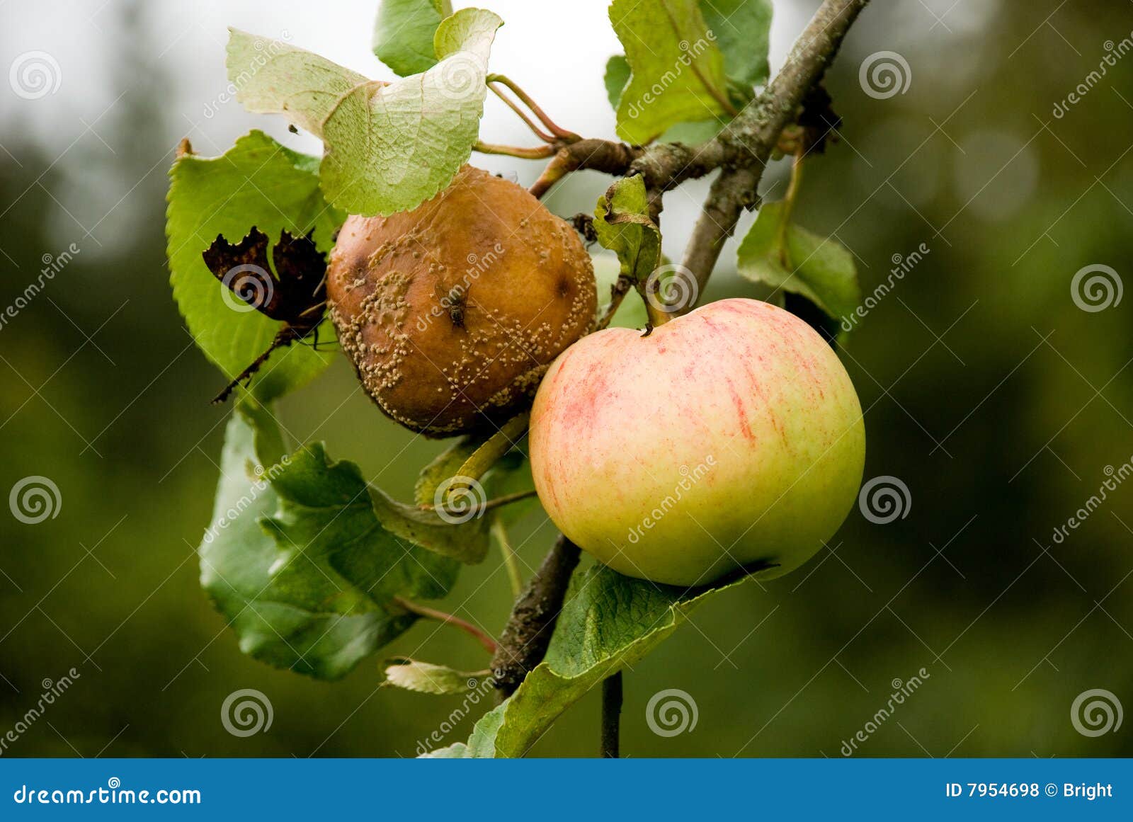 Fresh and Rotten stock photo. Image of differ, fruit, delicious - 7954698
