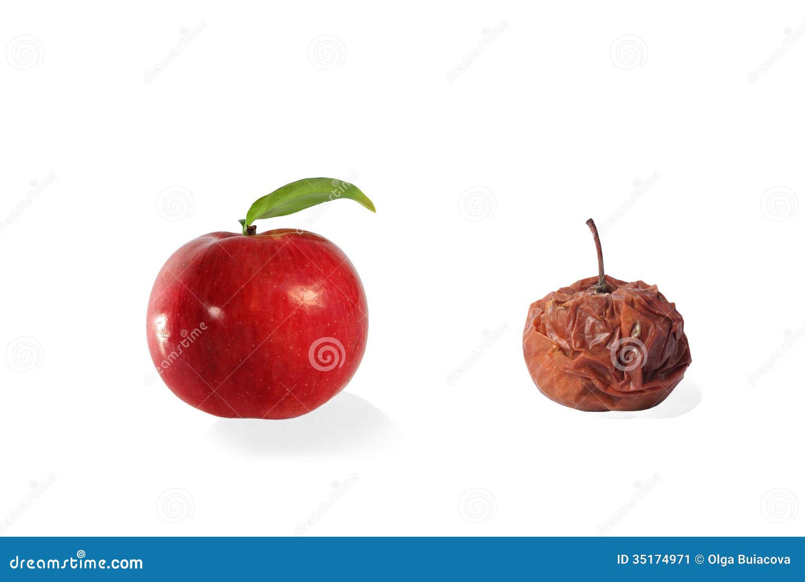 Fresh and Rotten Apple Isolated on White Stock Image - Image of putrid ...