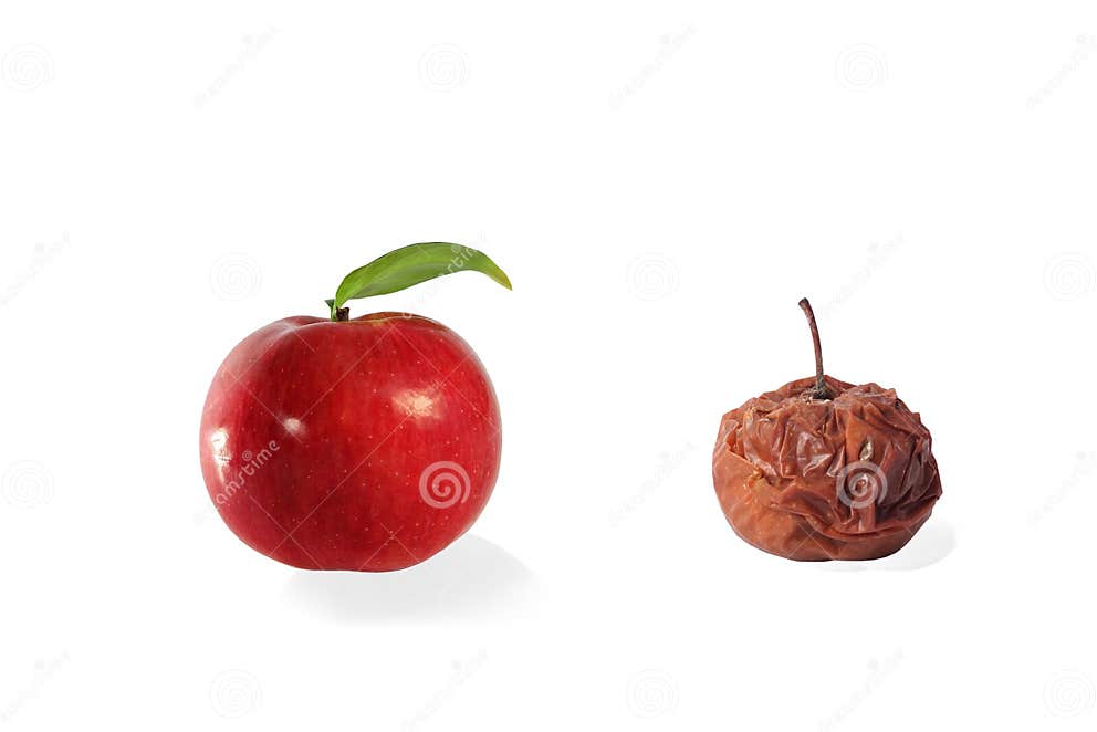 Fresh and Rotten Apple Isolated on White Stock Image - Image of putrid ...
