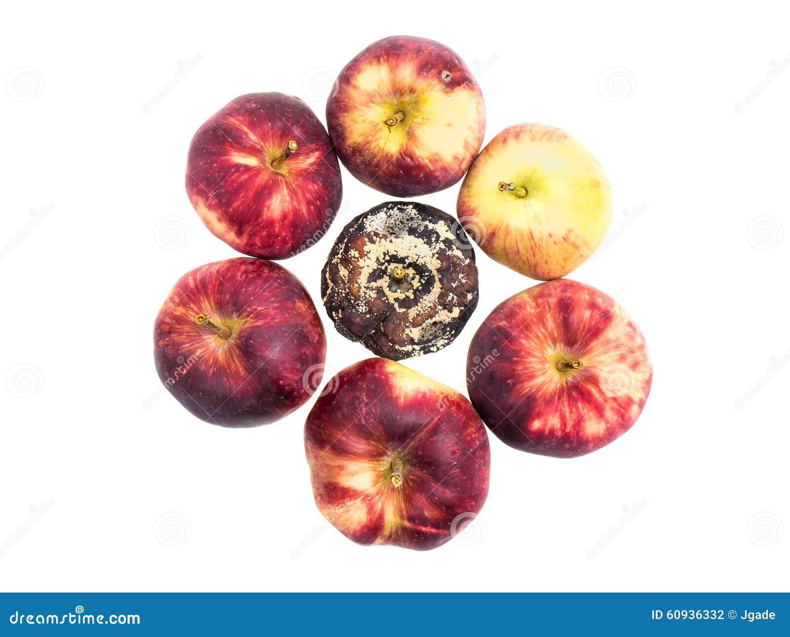 Fresh and rotten apples stock photo. Image of apples - 60936332