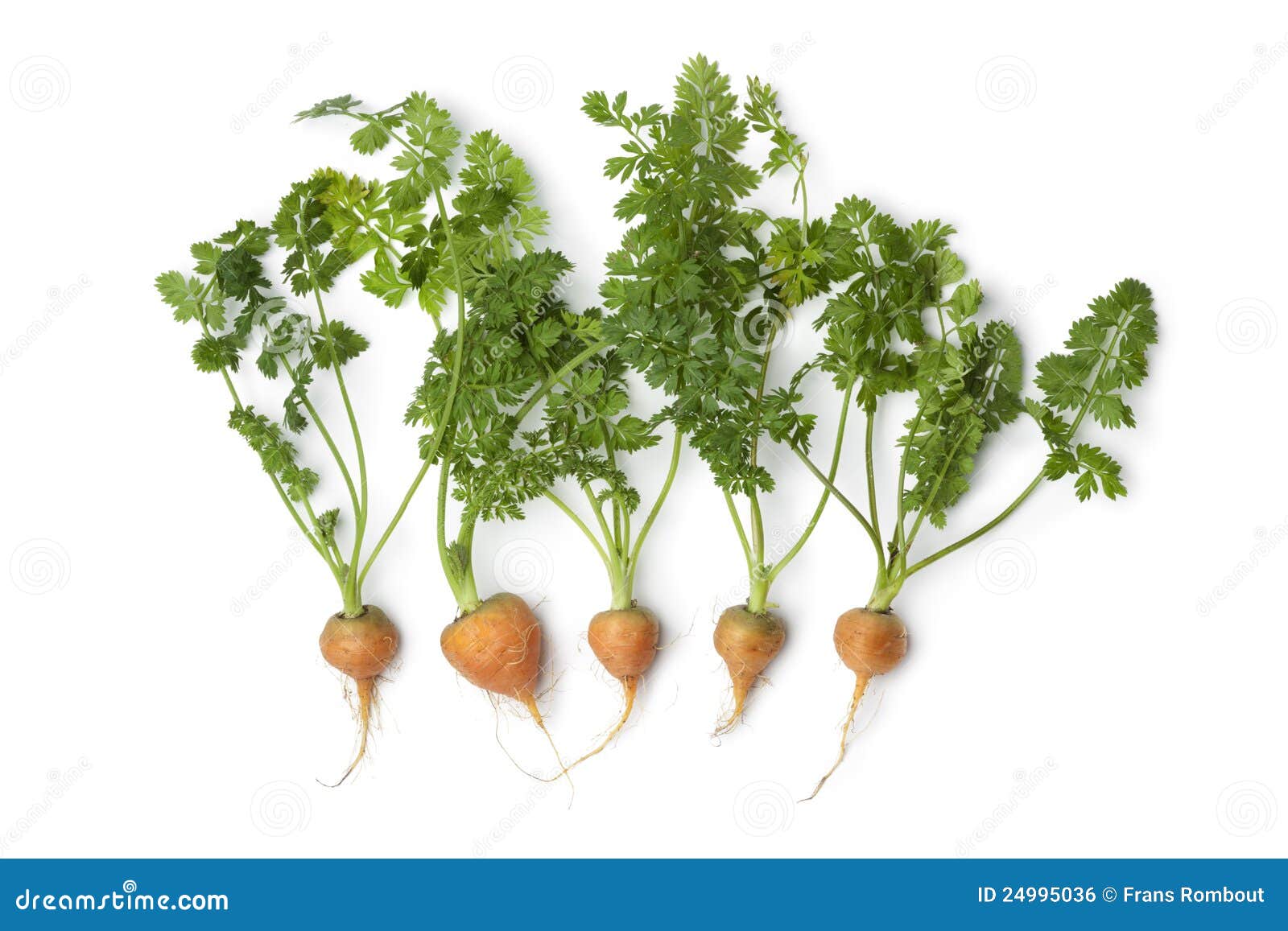 Fresh round baby carrots stock photo. Image of baby, vegetables - 24995036