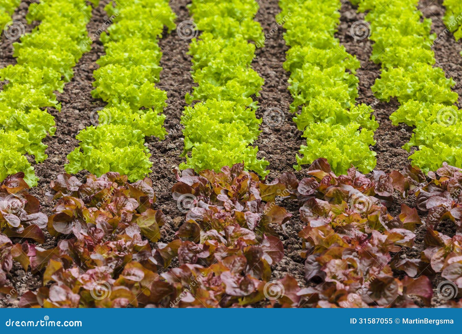 Fresh Rows of Green and Red Lettuce on a Farm Field Stock Image - Image ...