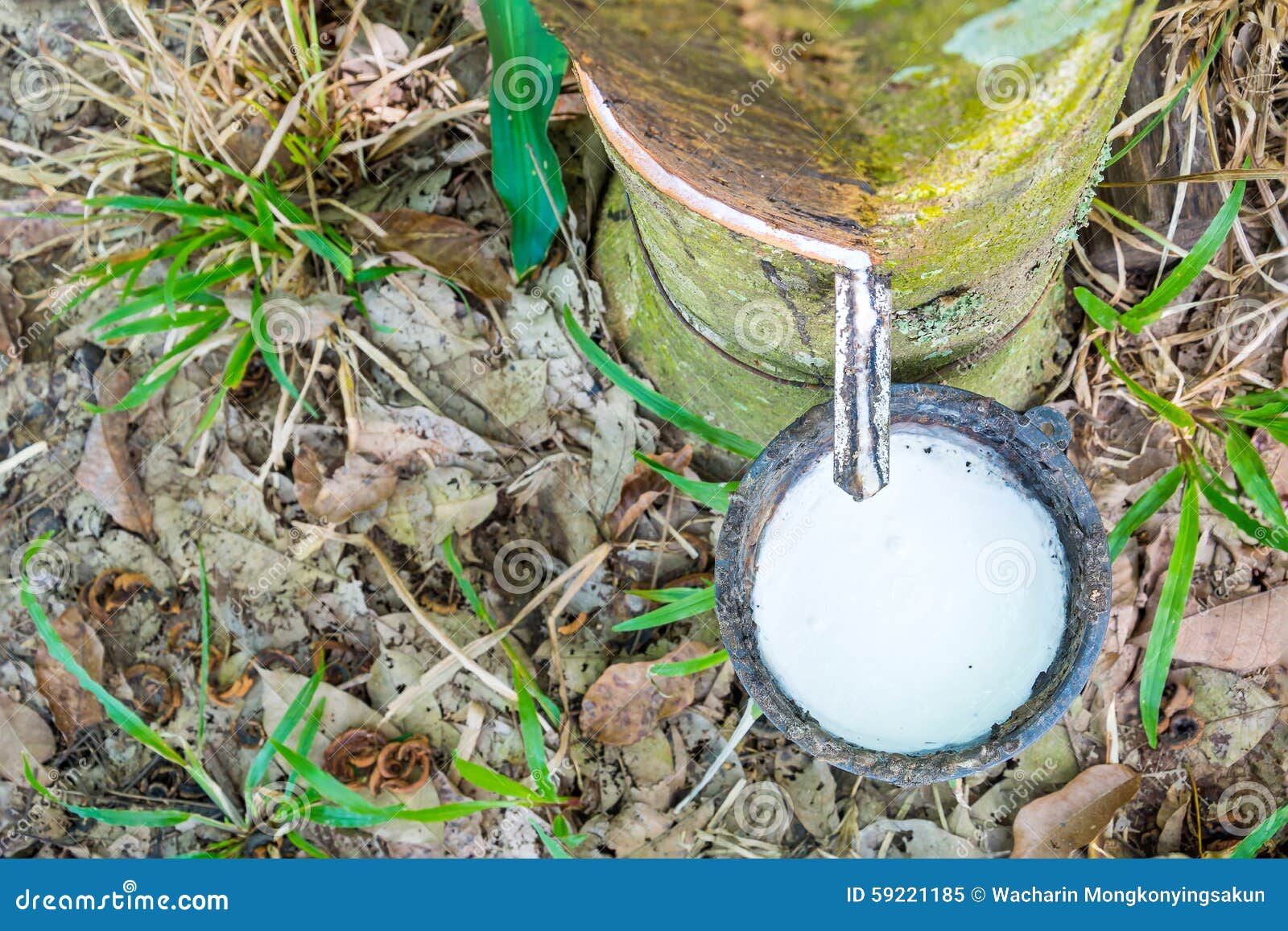 Fresh Rubber Blocks, Latex Chunks, Para Rubber Lumps In The Basin With ...