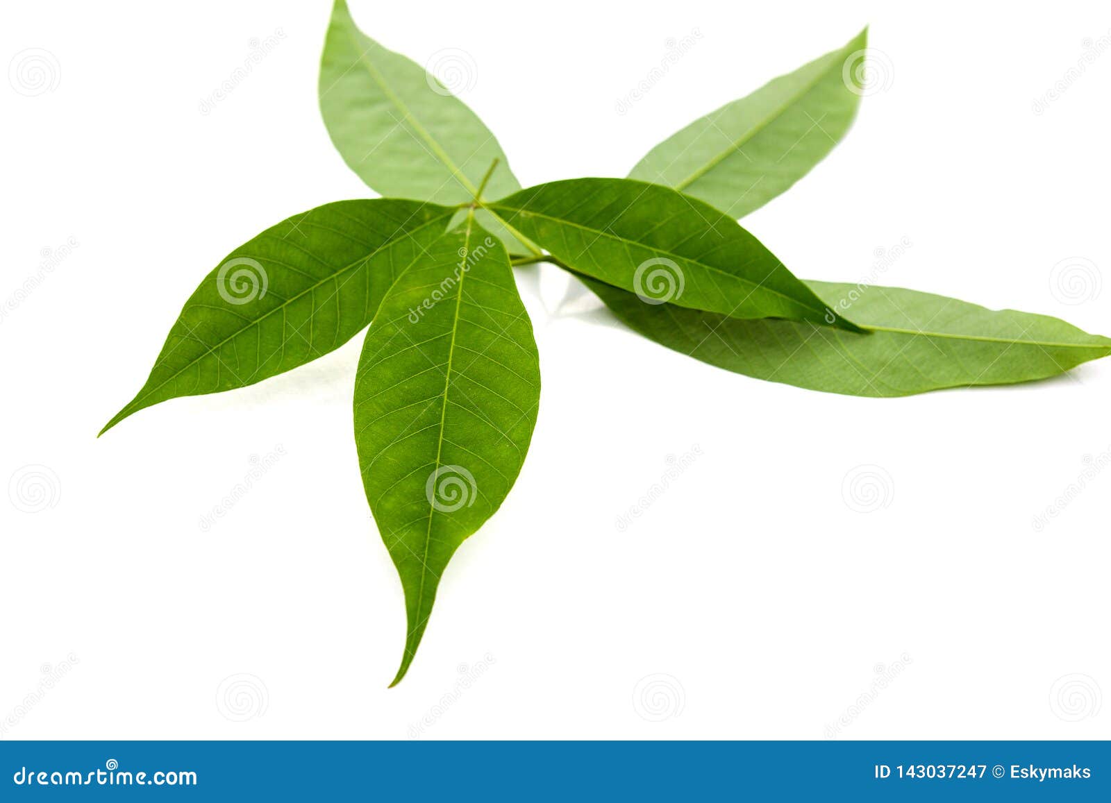 Fresh rubber tree leaves stock image. Image of natural - 143037247