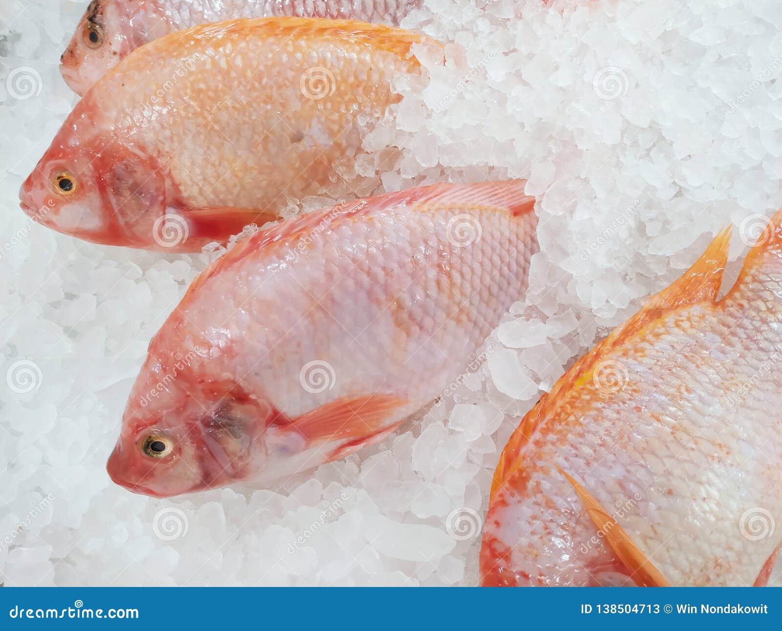 Ruby Fish Stock Image | CartoonDealer.com #132509893