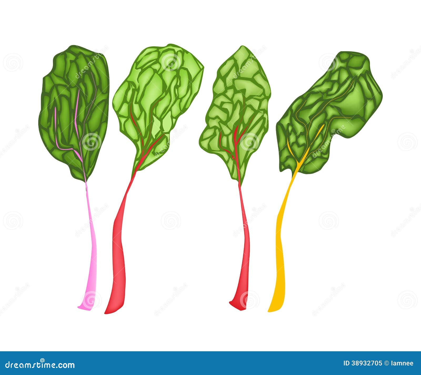Swiss Chard Illustration