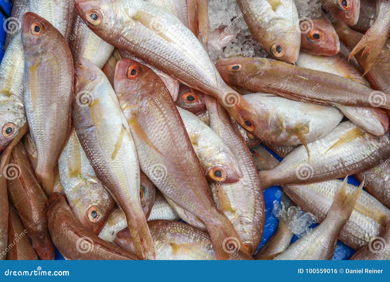 Fresh Ruby Snapper Fish at a Fish Market Stock Photo - Image of bream ...