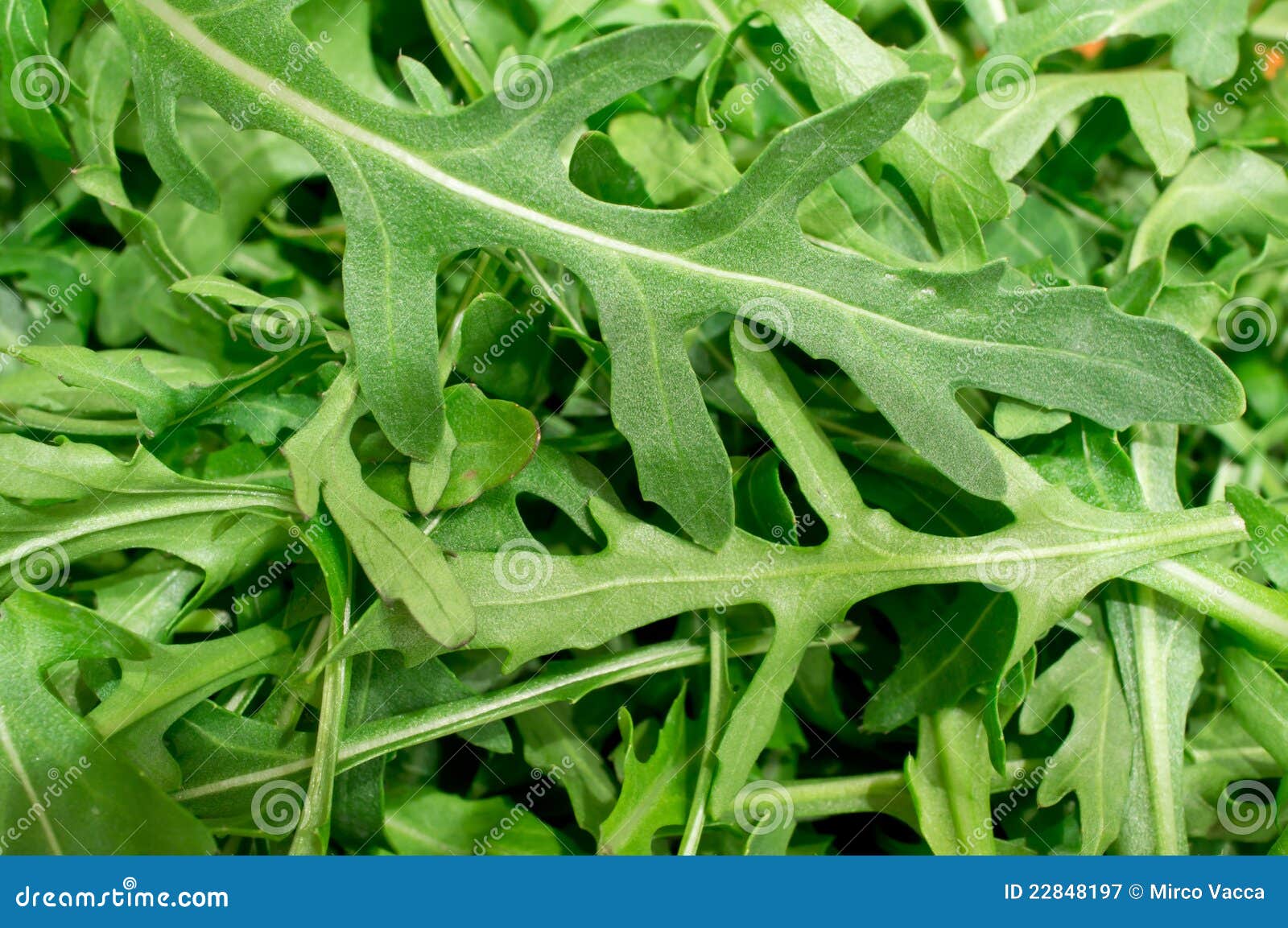 Fresh rucola stock image. Image of rucola, vegetarian - 22848197