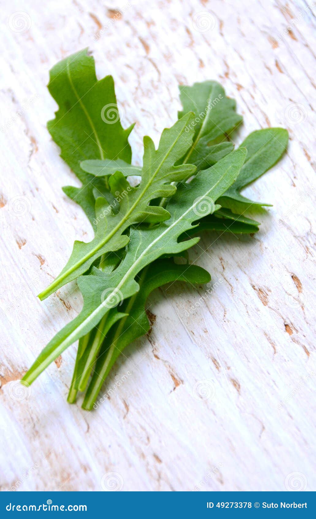 Fresh rucola stock photo. Image of leaf, herb, freshness - 49273378