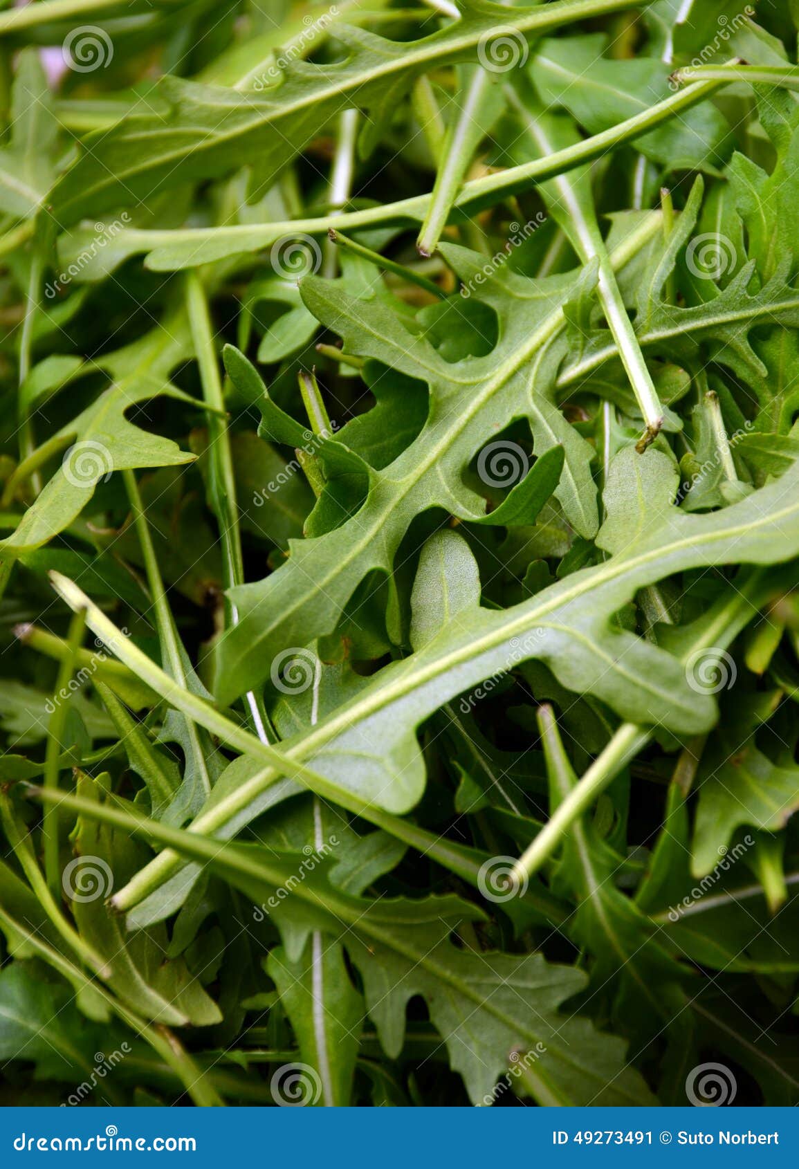 Fresh rucola stock image. Image of ingredient, arugula - 49273491