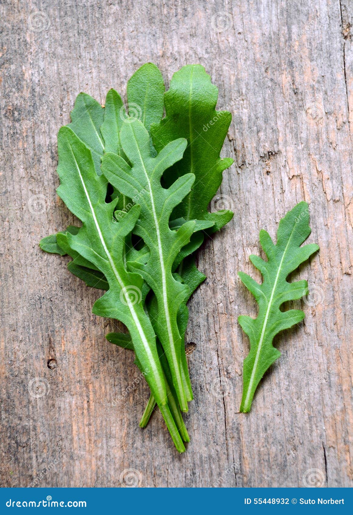 Fresh rucola stock photo. Image of ingredient, closeup - 55448932