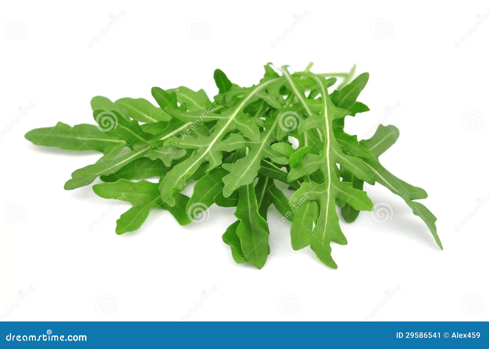 Fresh rucola leaves stock image. Image of ingredient - 29586541