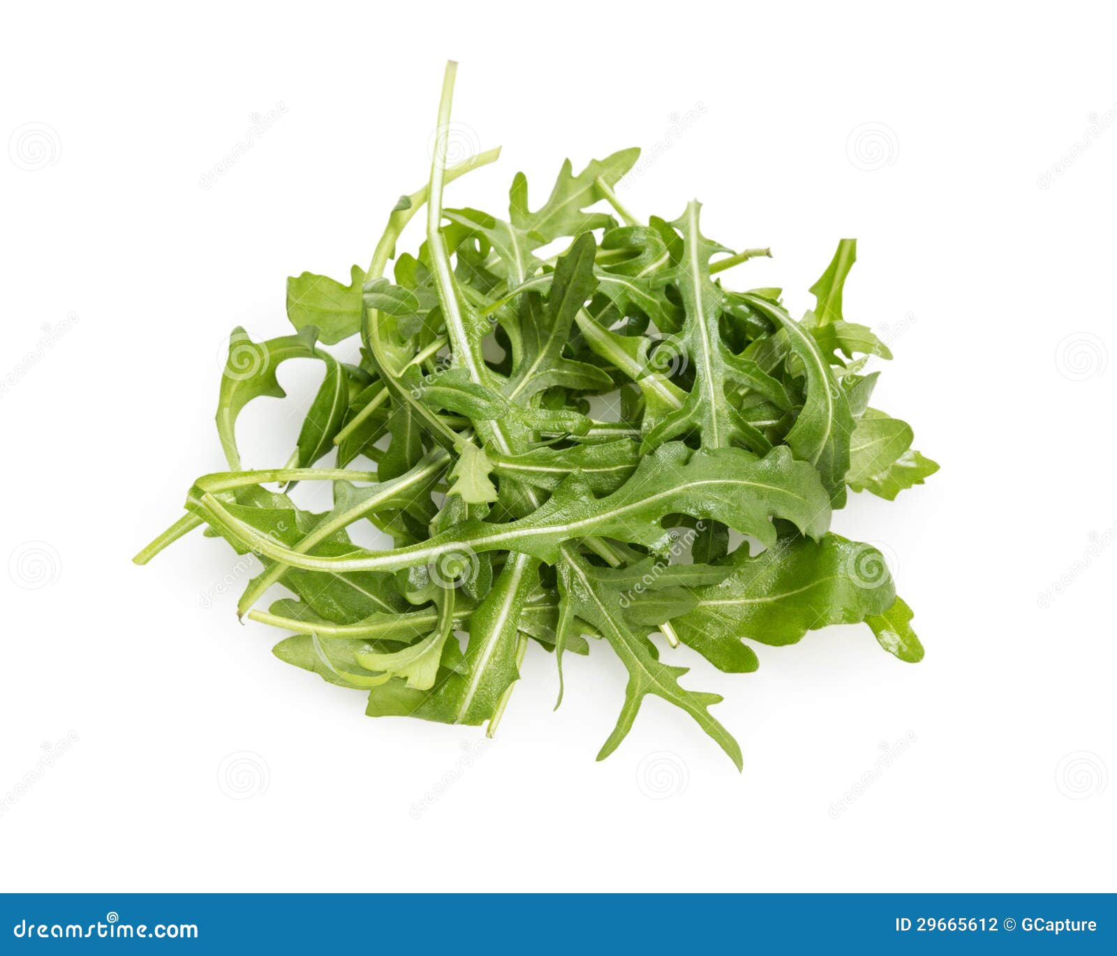 Fresh rucola leaves stock photo. Image of rocket, gourmet - 29665612