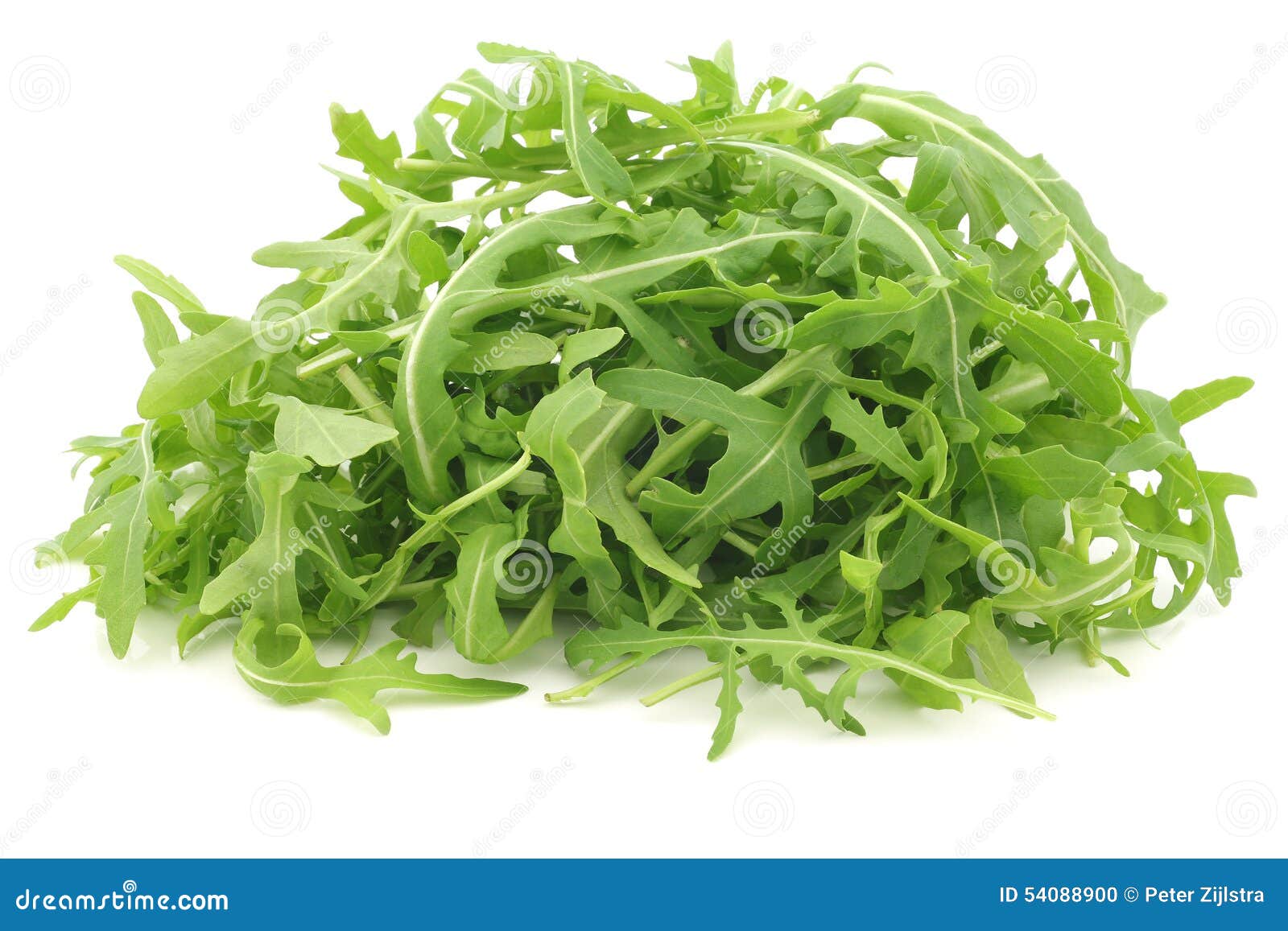 Eruca Sativa Stock Image | CartoonDealer.com #248065219