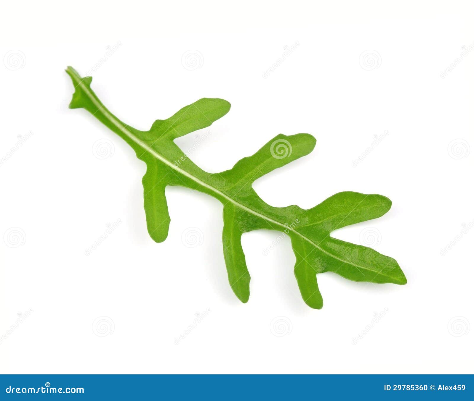 Fresh rucola leaves stock photo. Image of annual, healthy - 29785360