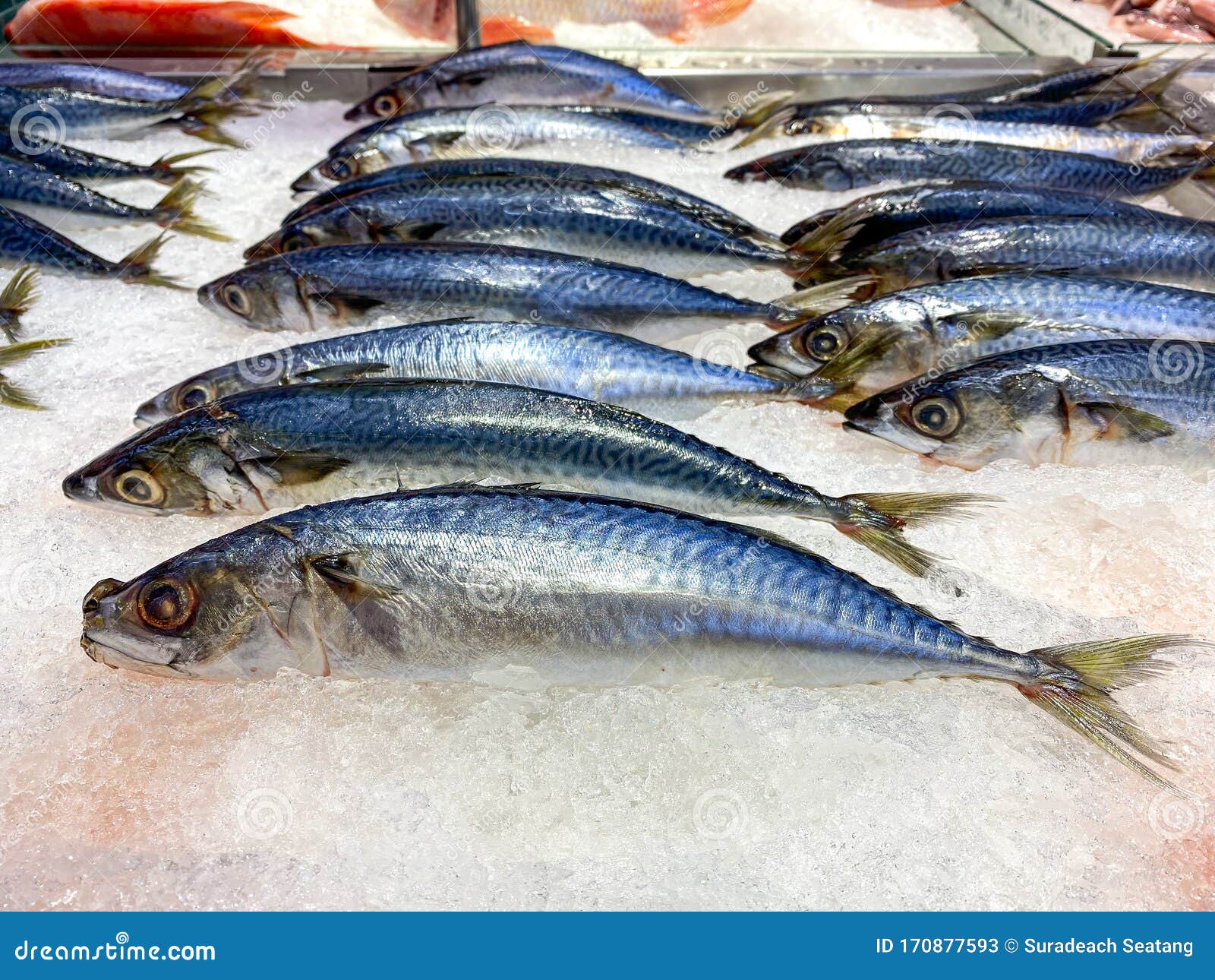 Fresh Saba Fish on Ice for Sale Stock Image - Image of nutrition ...
