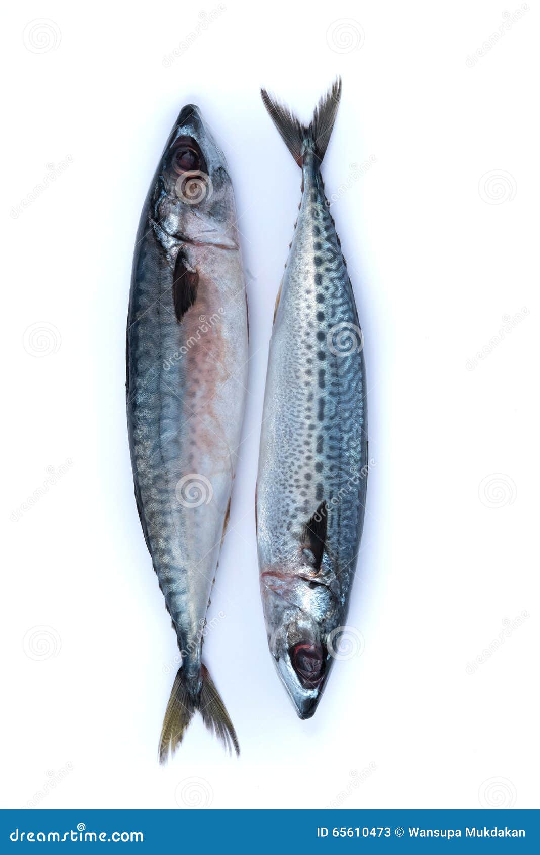 Fresh saba fish stock image. Image of lunch, saba, omega - 65610473