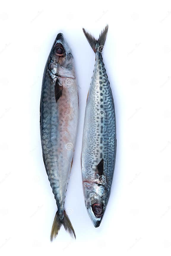 Fresh saba fish stock image. Image of lunch, saba, omega - 65610473