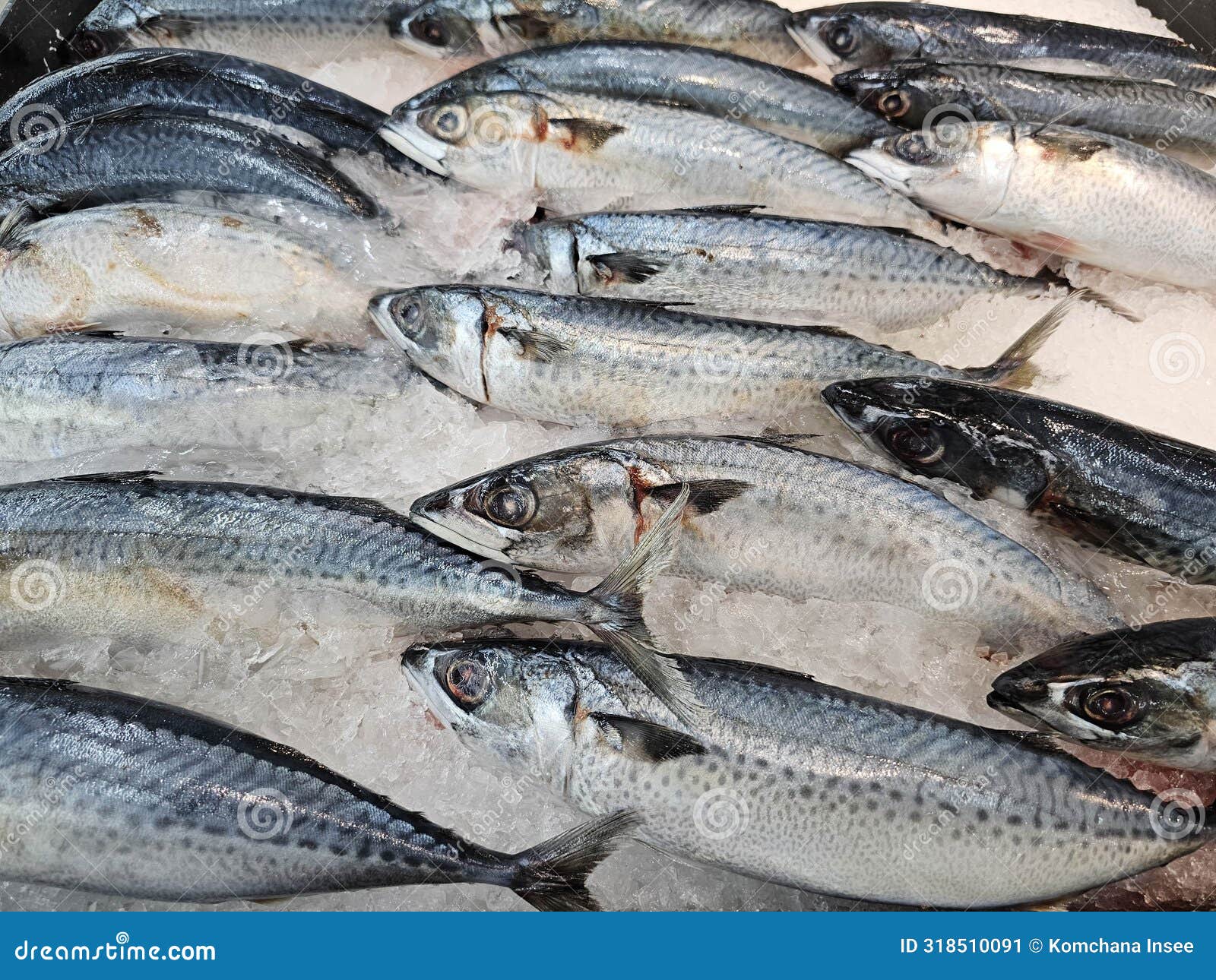 Fresh Saba on a Pile of Ice Stock Image - Image of fishes, catch: 318510091