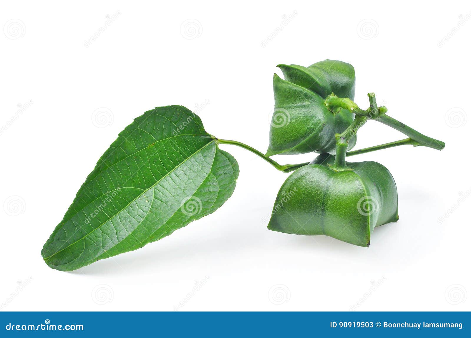 Fresh Sacha Inchi with Leaves Isolated on White Stock Image - Image of ...