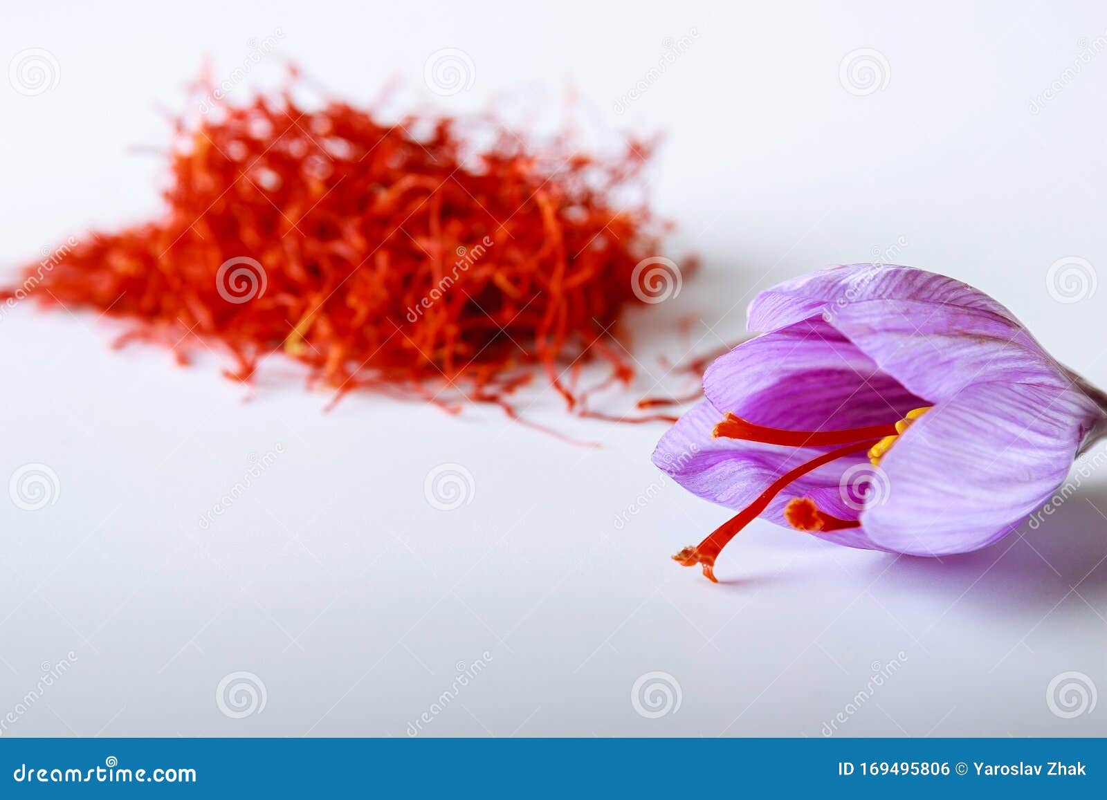 Fresh Saffron Flower on a Background of Dried Saffron on a White Table ...