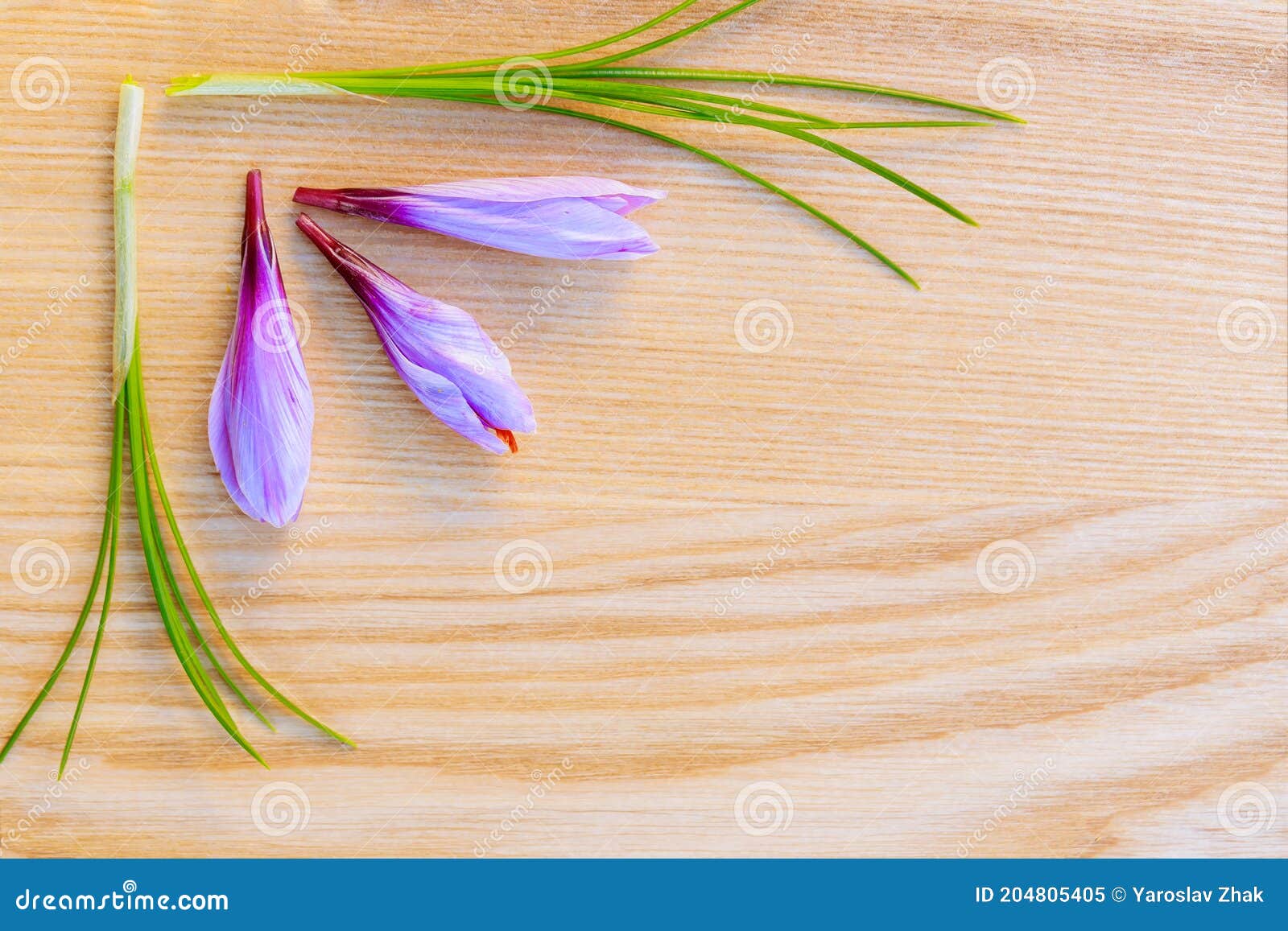 Fresh Saffron Stem and Flower on a Wooden Surface. Copy Space Stock ...