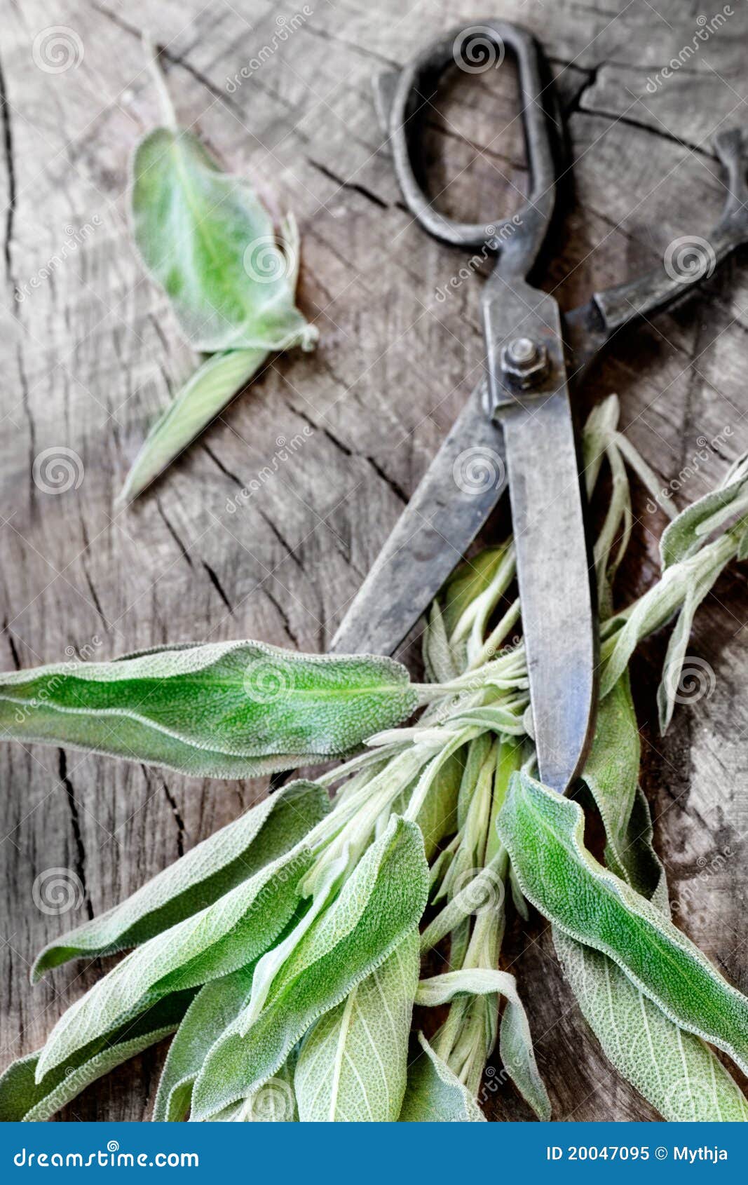 Fresh sage stock image. Image of herbs, health, homeopathic - 20047095