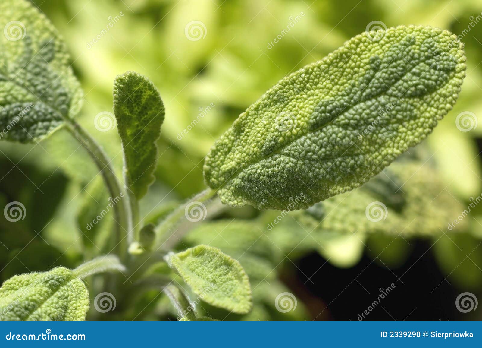 Fresh sage stock photo. Image of background, healthy, fresh - 2339290