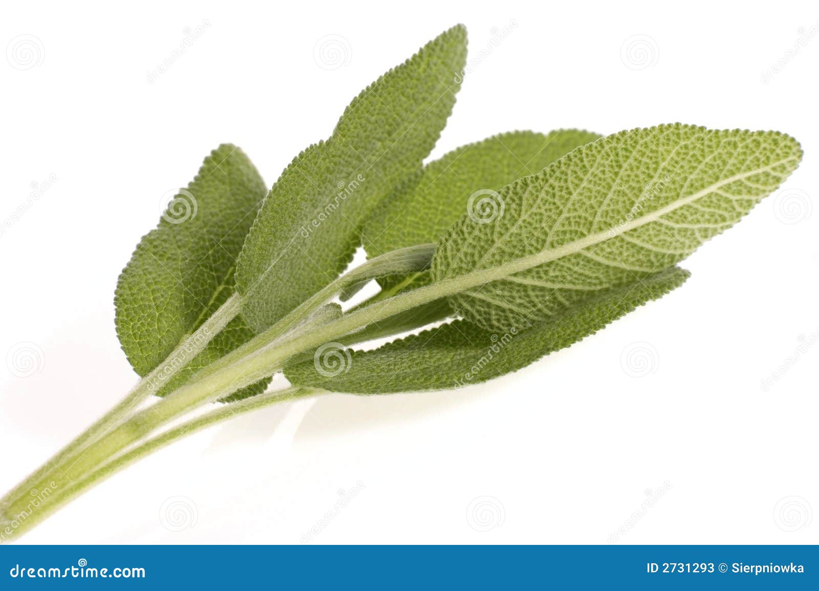 Fresh sage stock image. Image of cooking, food, flavor - 2731293