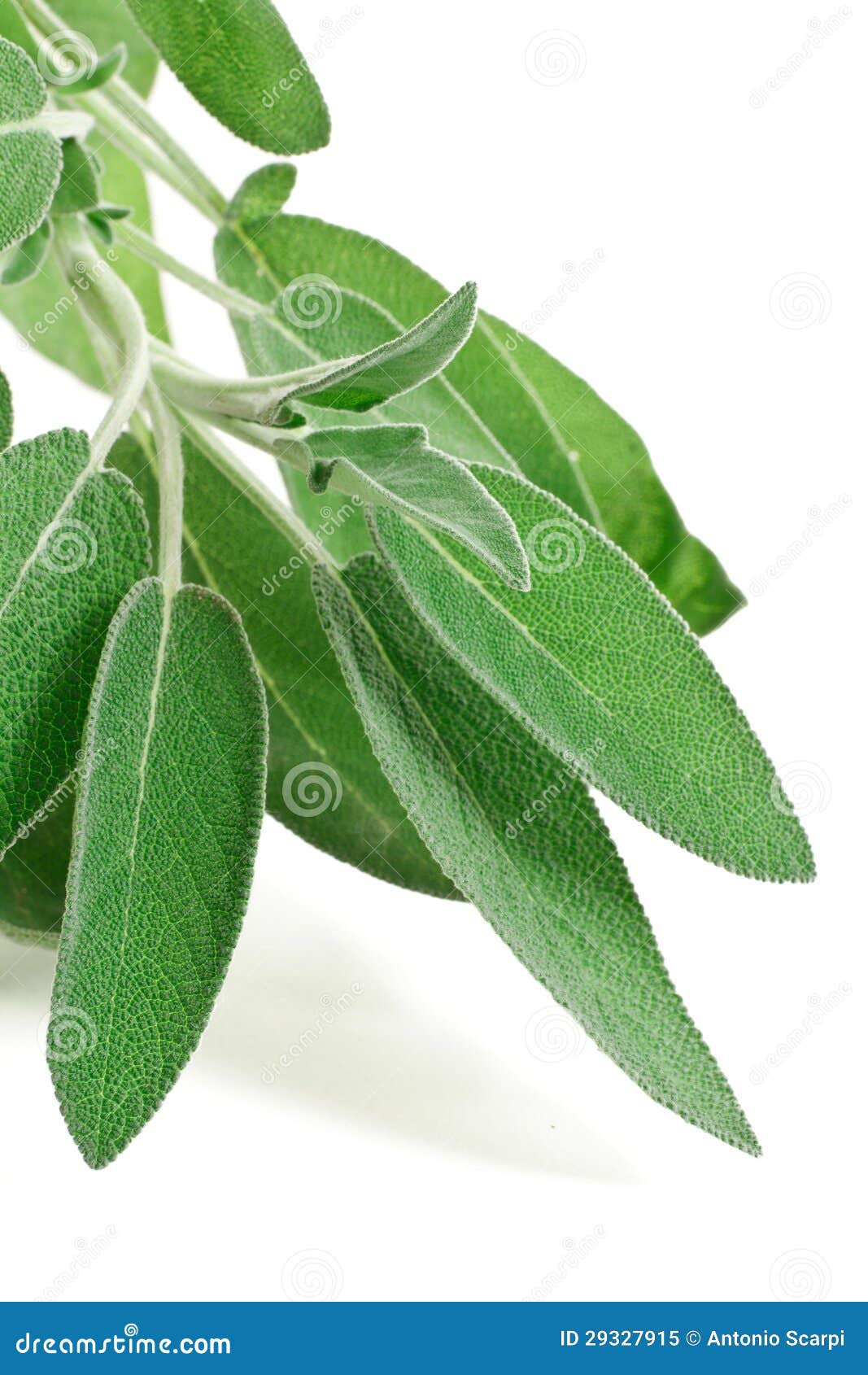 Fresh sage stock image. Image of bunch, seasoning, gardening - 29327915